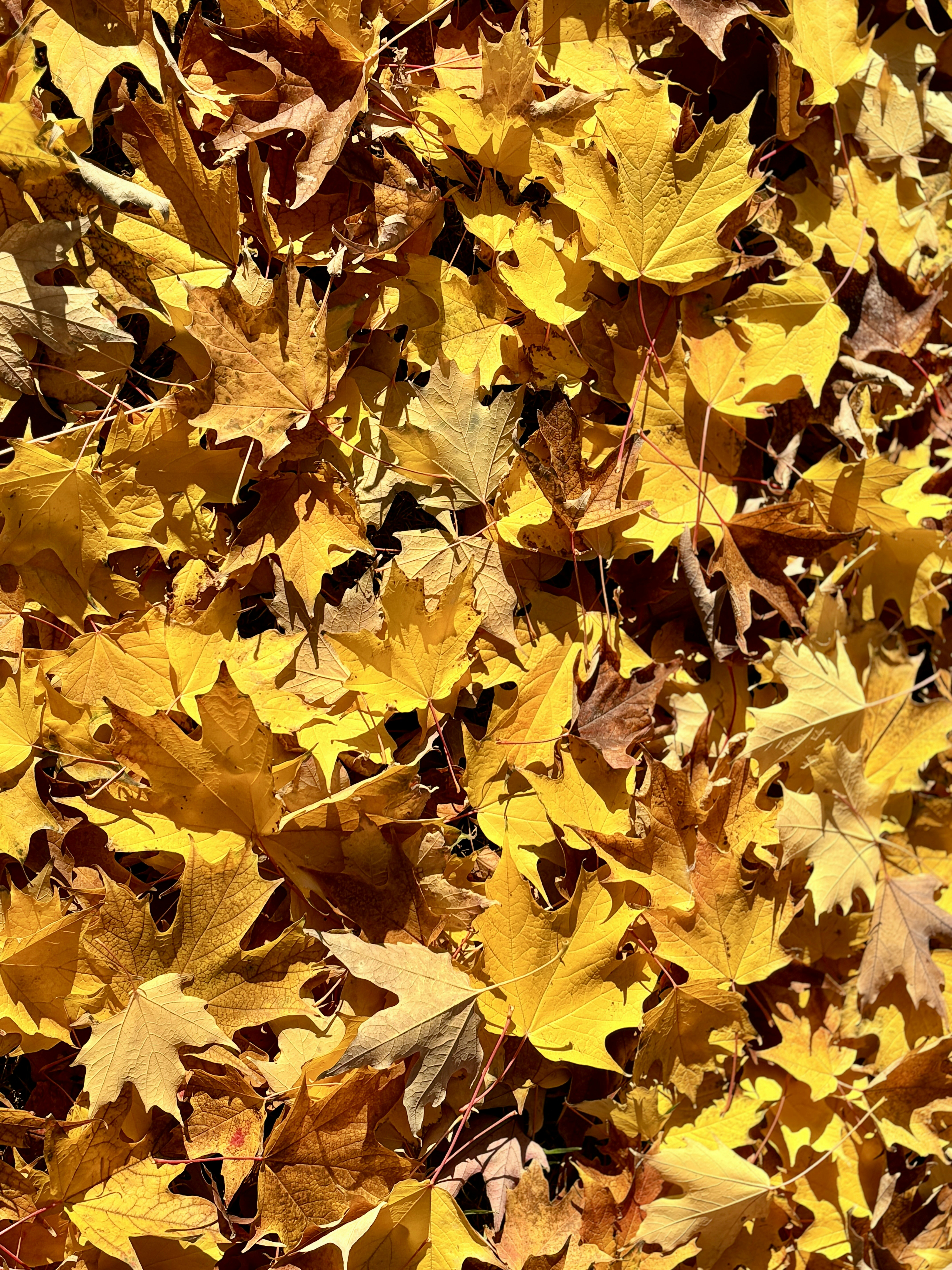 Autumn Mosaic: Golden Maple Leaves in Untamed Fragrance of Fall