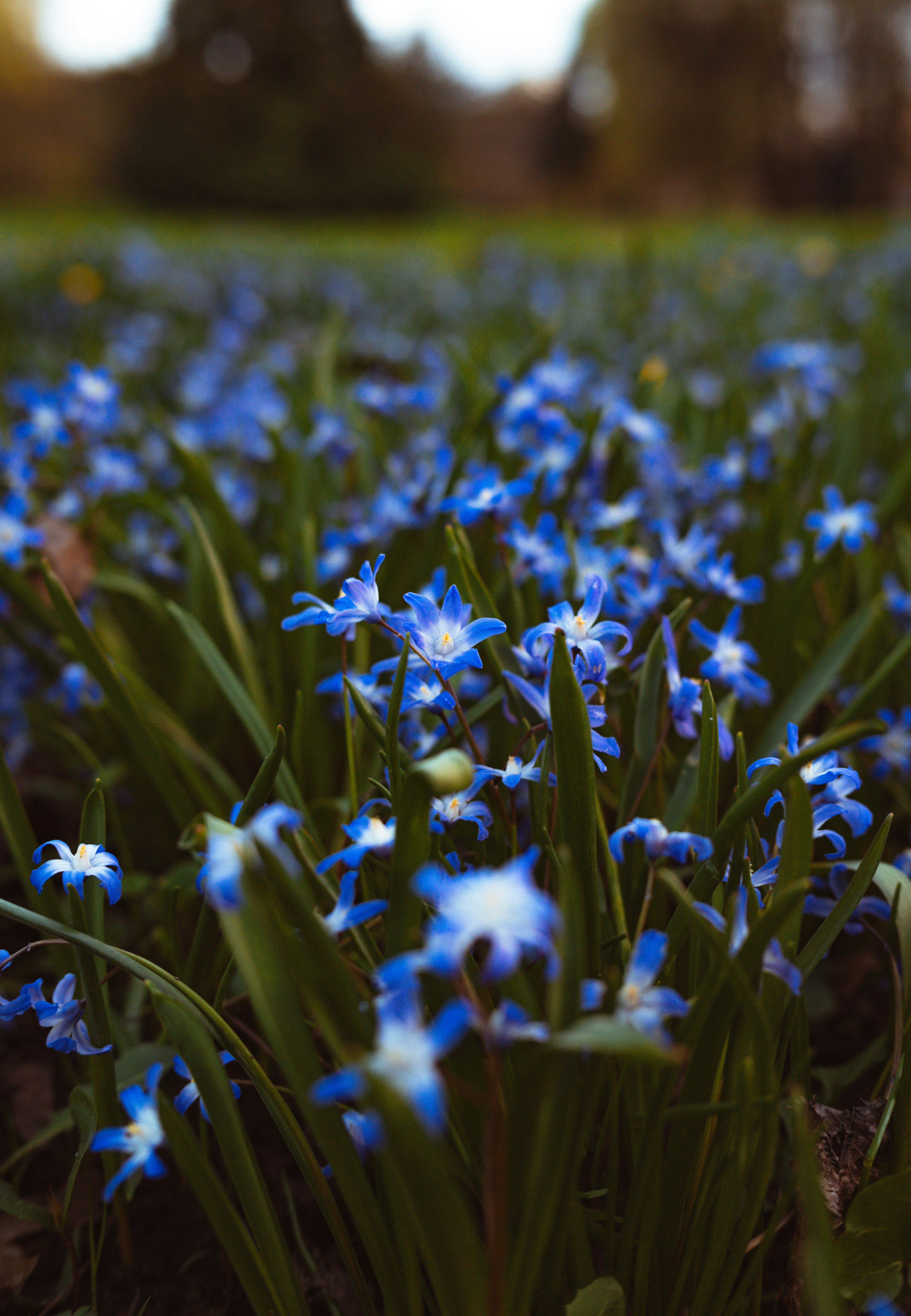 Blue Meadow in Focus: A Field of Delicate Blue Flowers