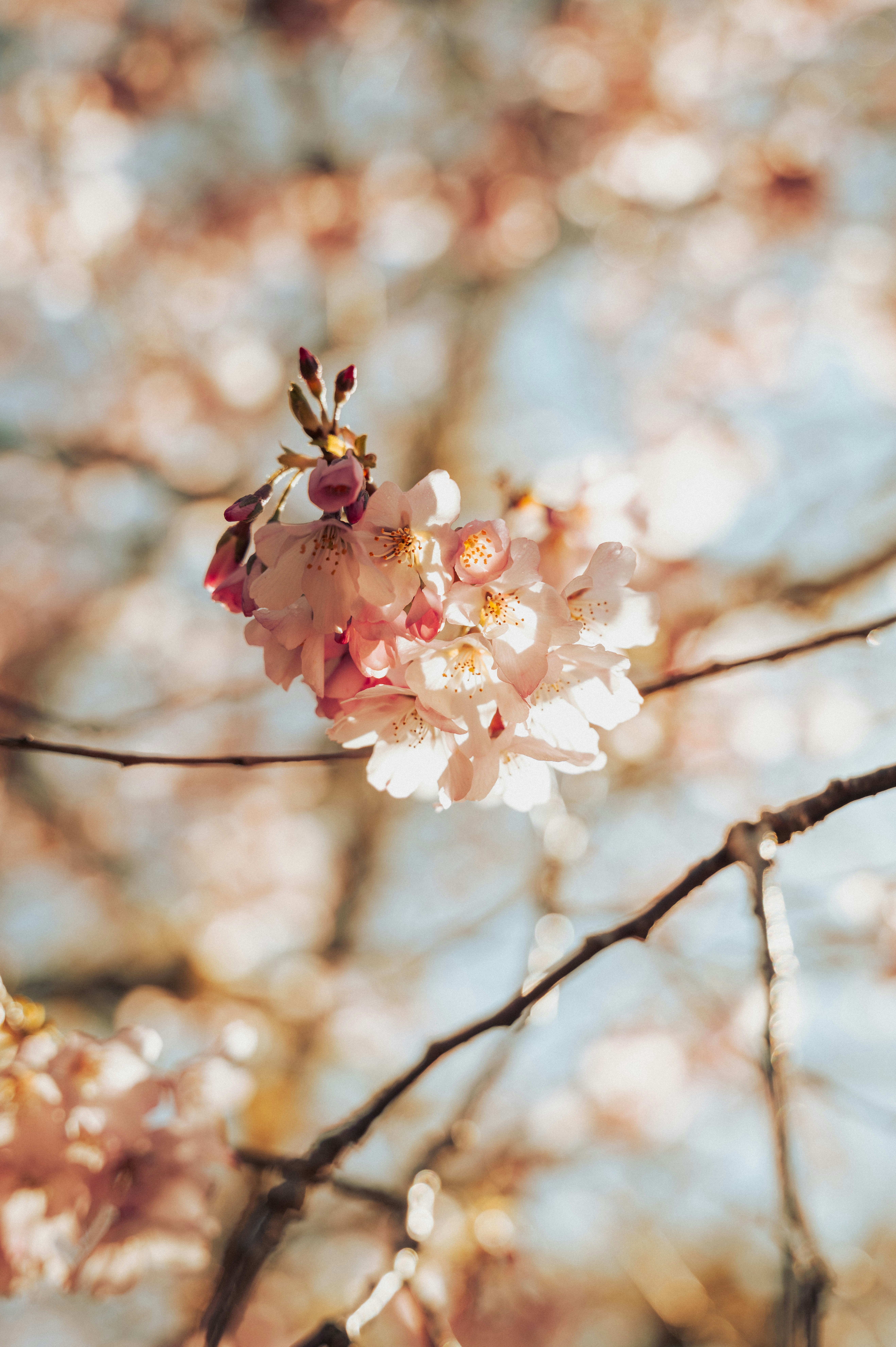 Blossoms in Focus: A Tender Cluster Against a Dreamy Sky