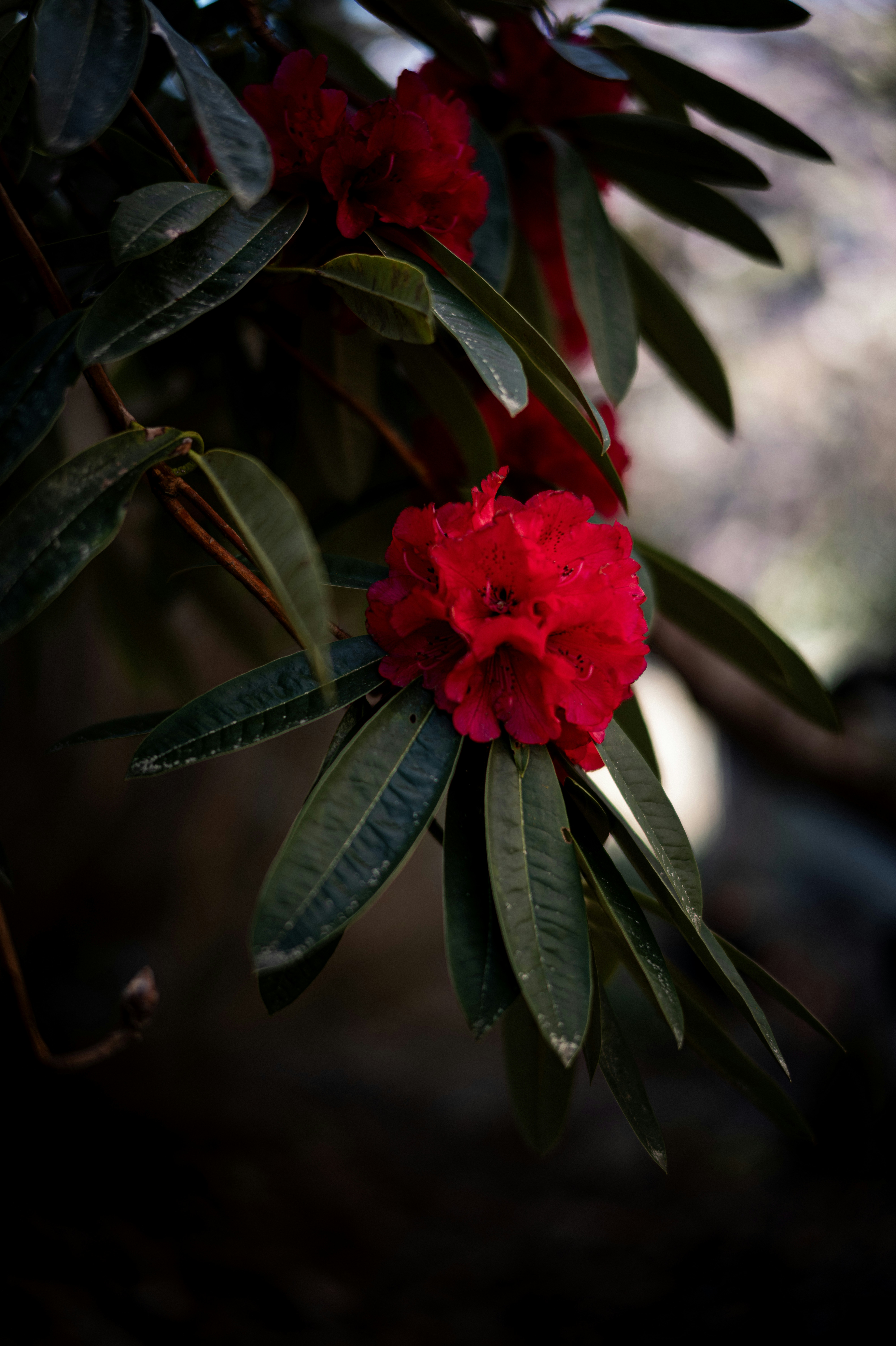 Crimson Bloom in Shadowed Foliage