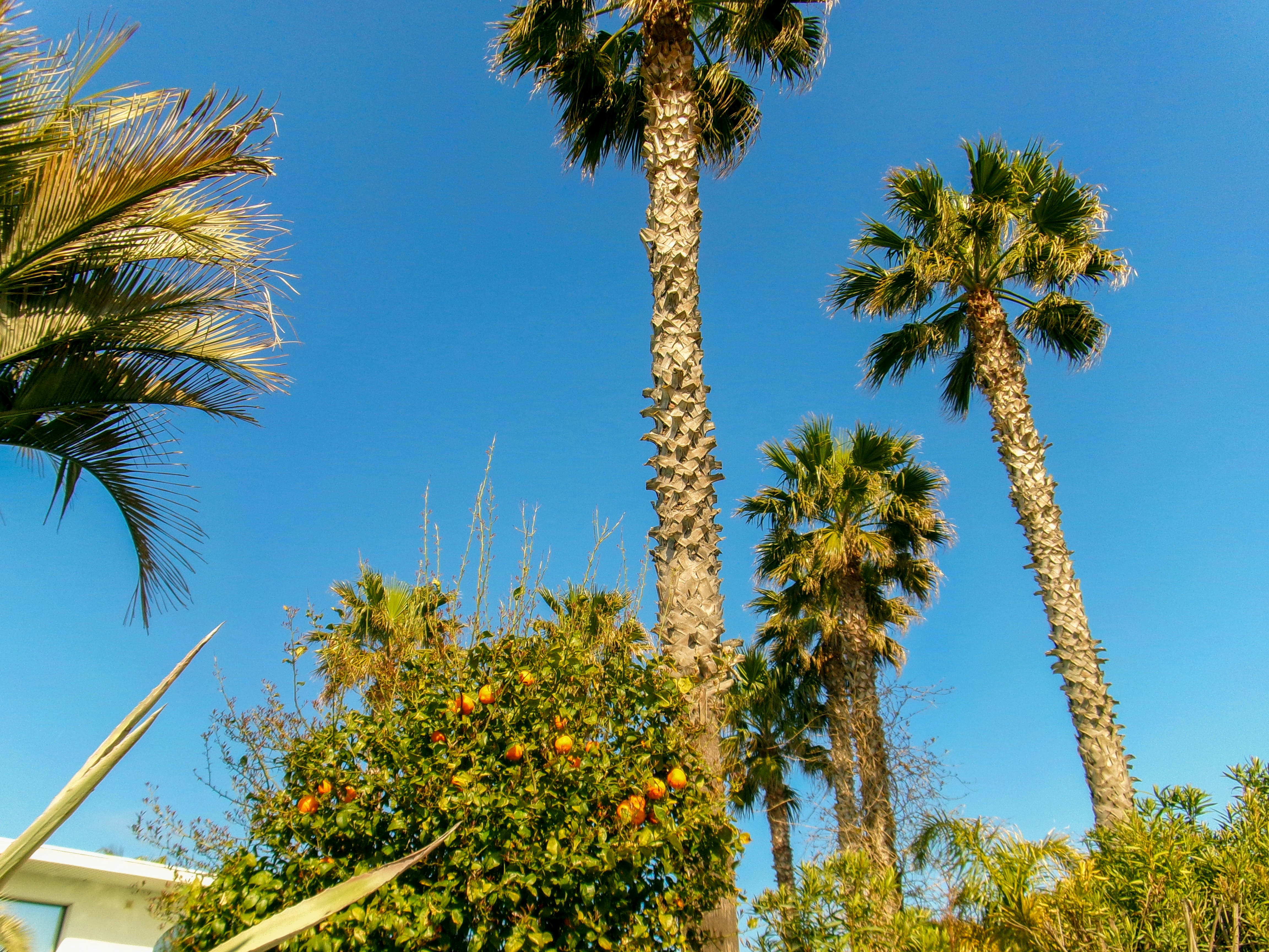 Palm Alley Under a Cerulean Sky