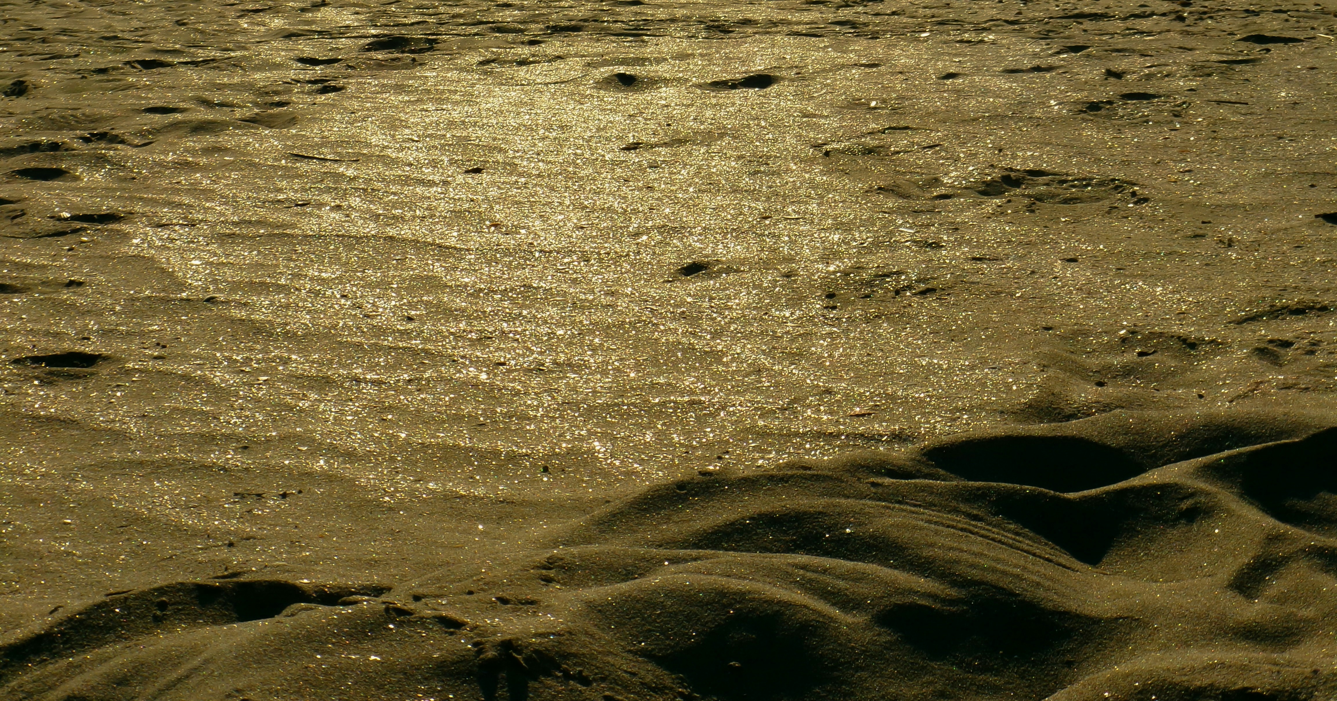 Golden Dunes: A Quiet Sweep of Desert Light