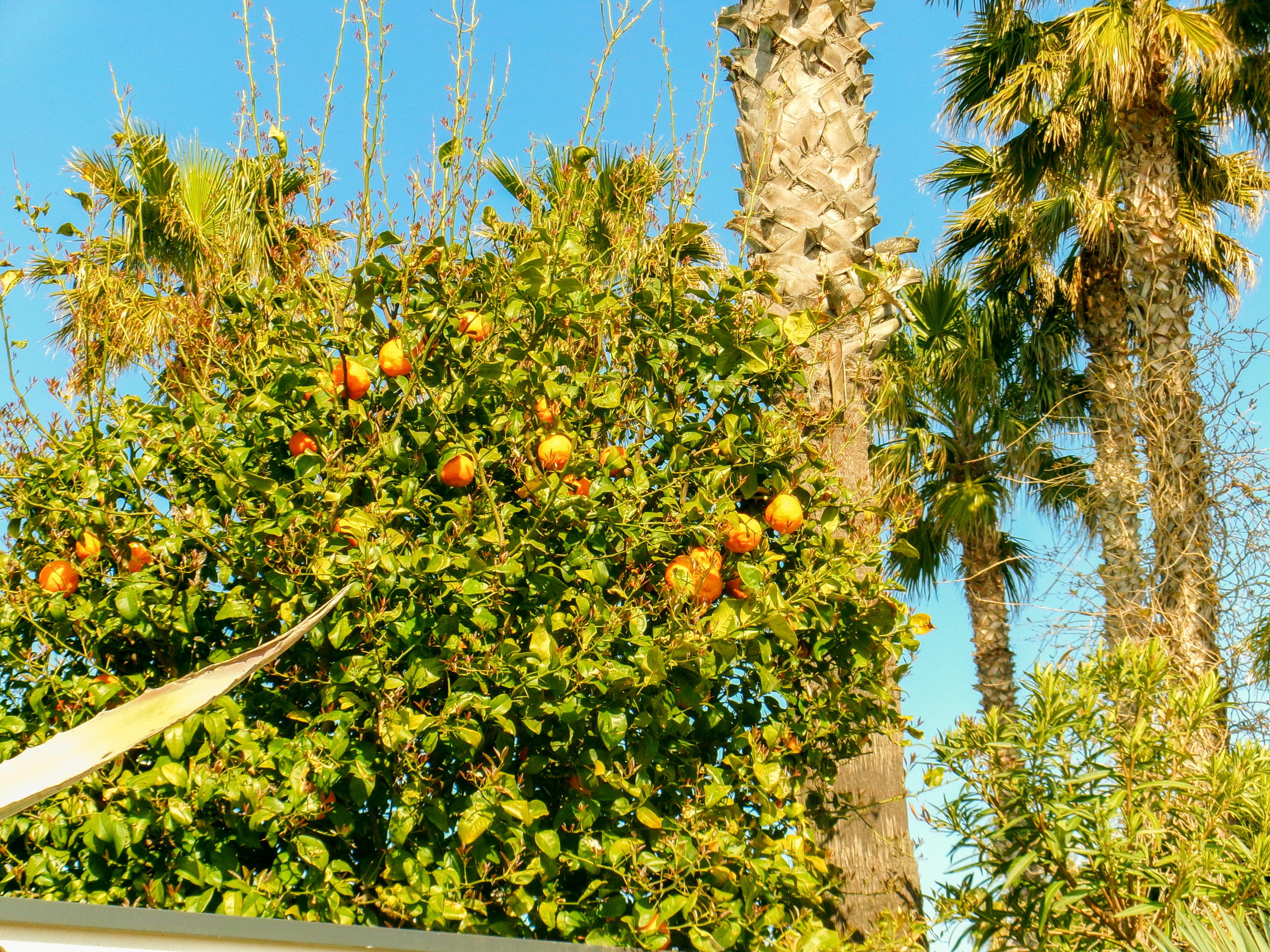 Sunlit Citrus Canopy Amid Tall Palm Silhouettes