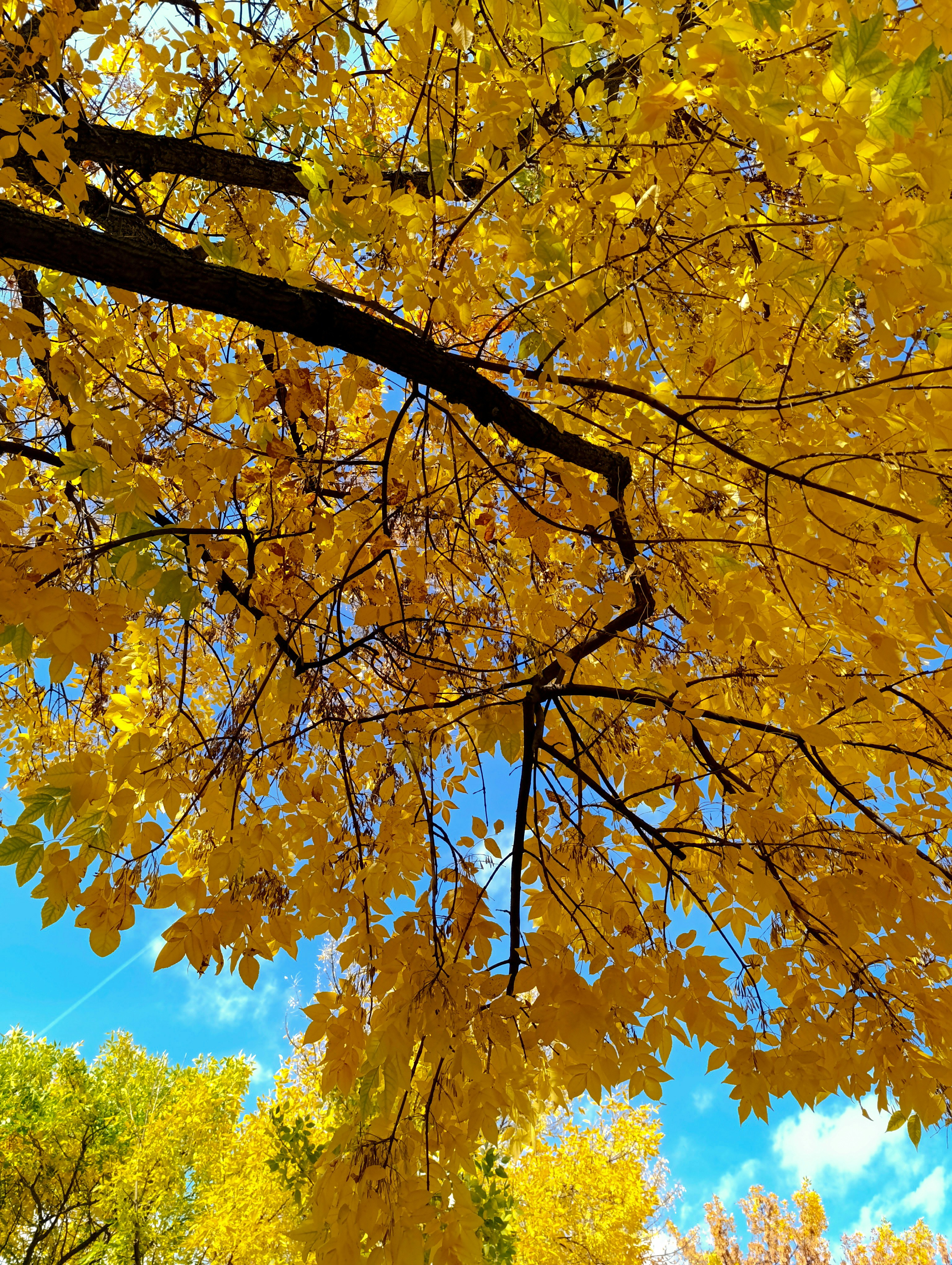 Golden Canopy Against a Clear Azure Sky