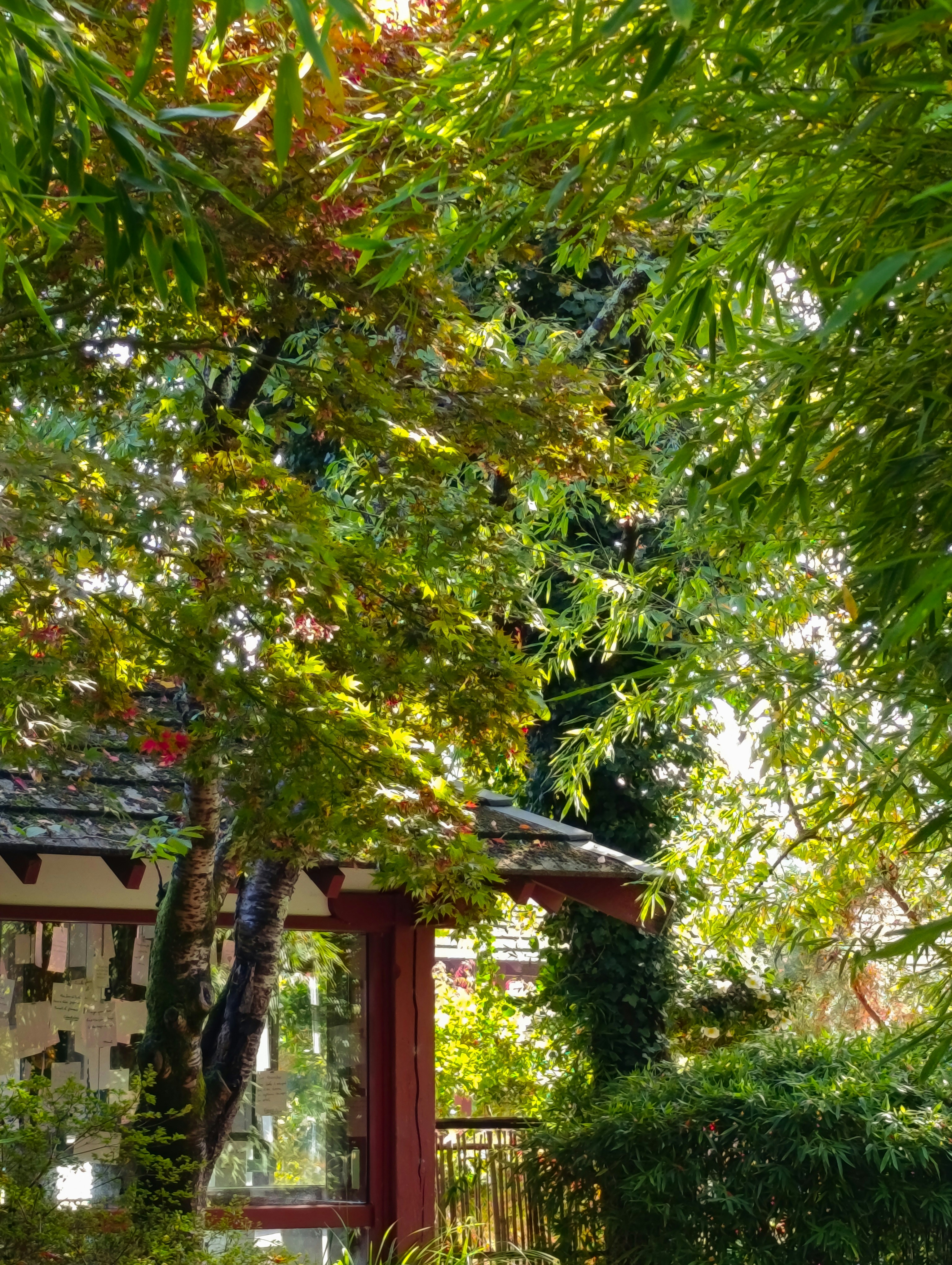Sunlit Japanese Garden Through Layered Foliage