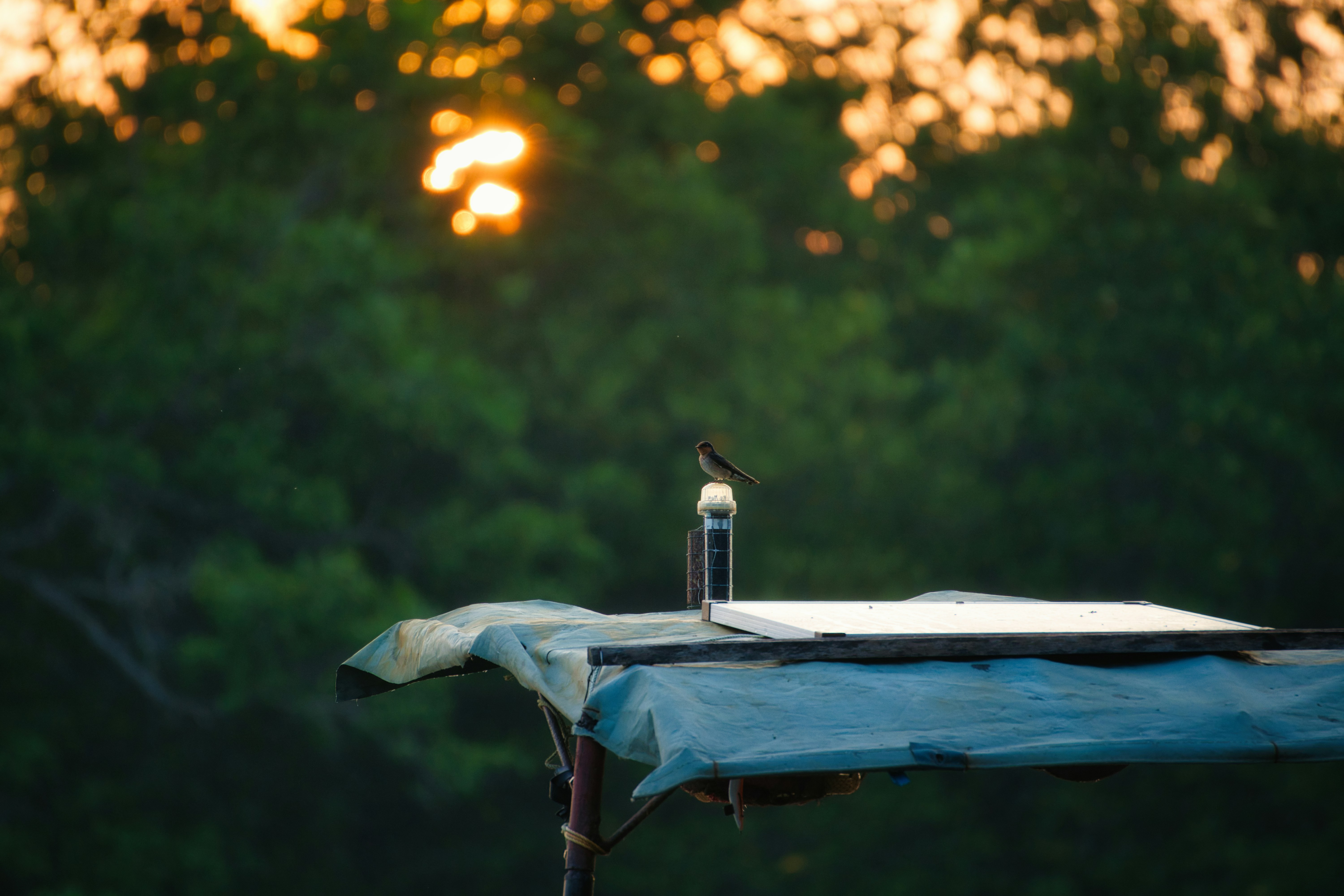 Bird on a Roof Vent Under a Golden Sunset