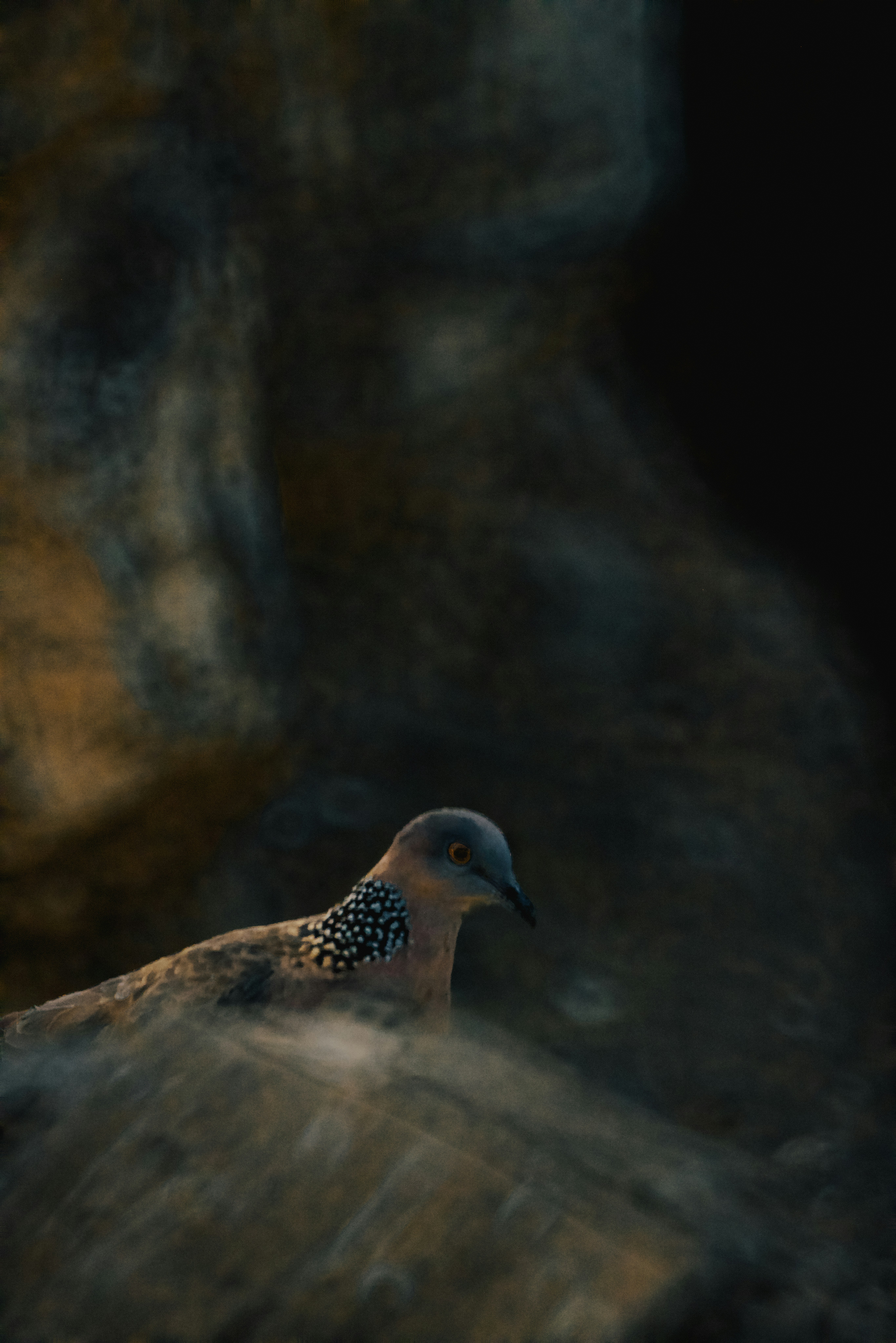Hidden Comrade in the Canyon: A Dappled Dove Emerges from Shadowed Rocks