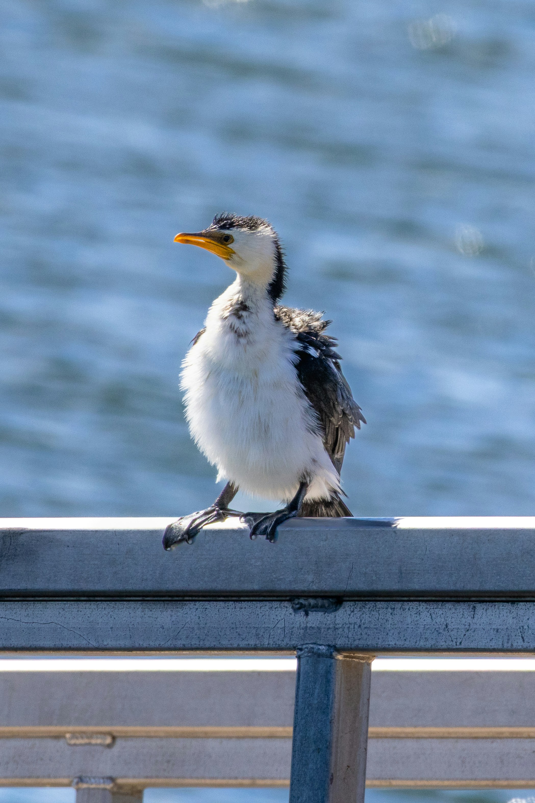 Perched on the Rail: A Blithe Cormorant Survives a Sunny Shore