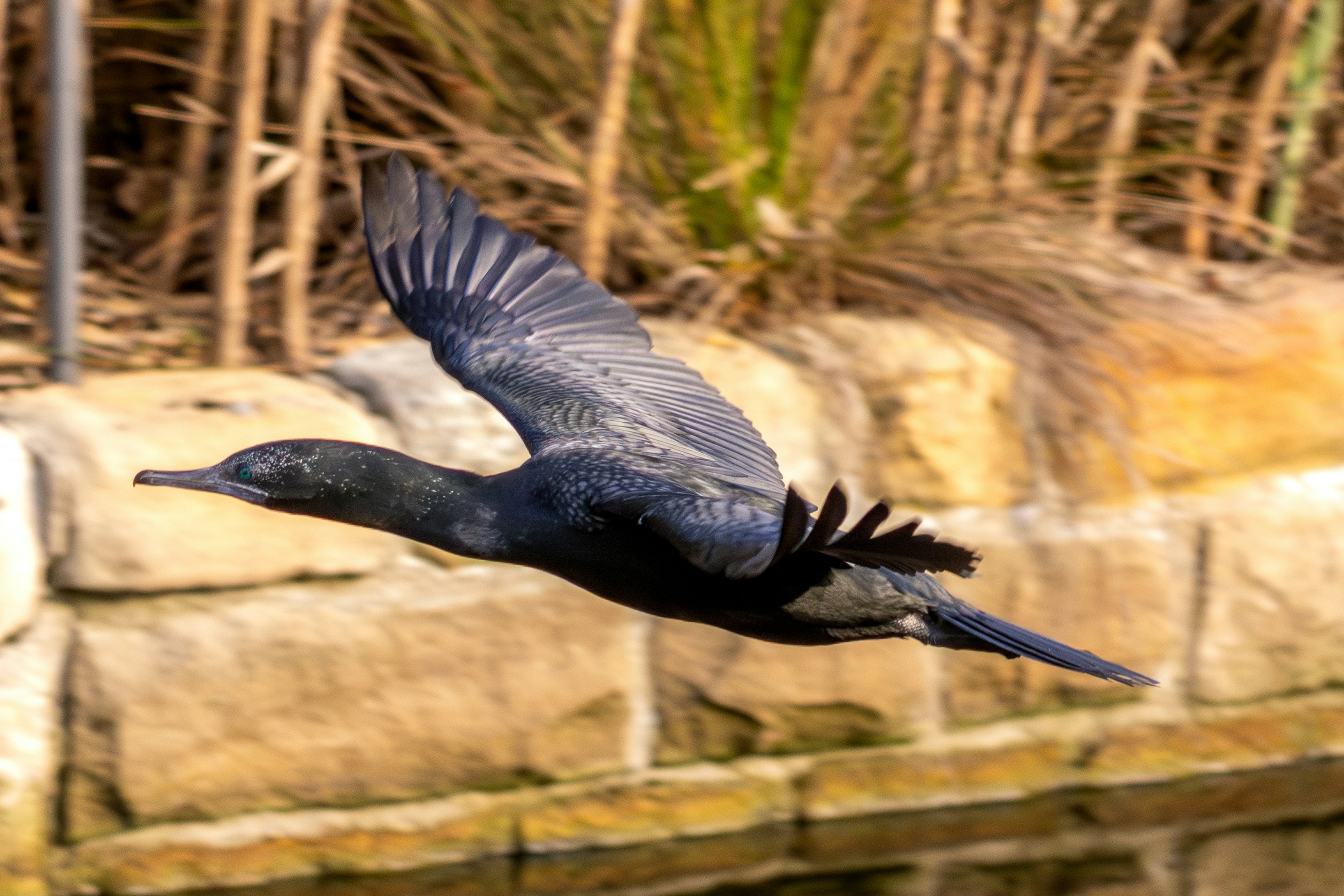 Wingbeat Over the Riverbank