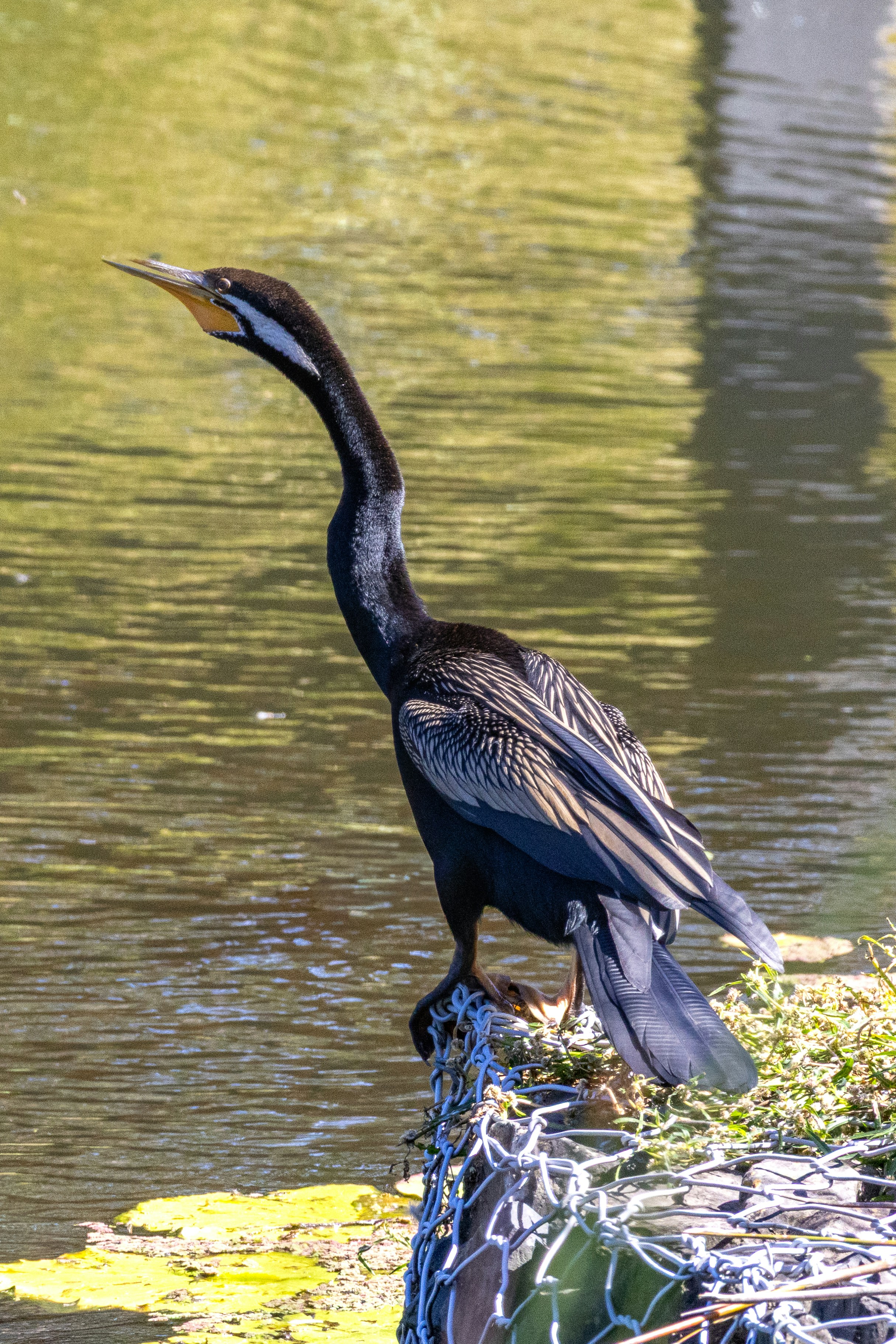 Heron on the Edge: A Coastal Lean with Waterlight Glow