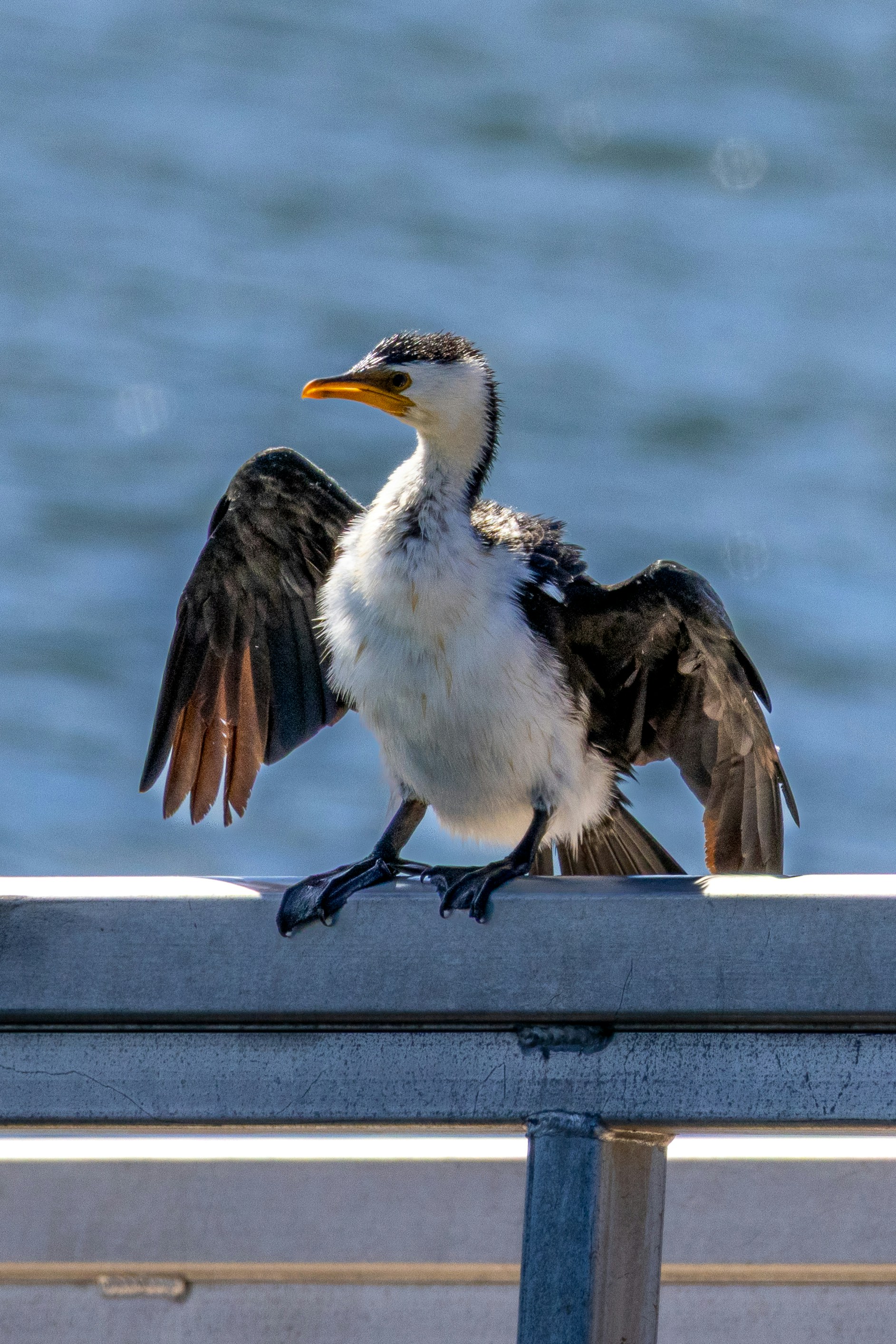 Winged Perch: A Cormorant Prepares for Lift Above the Rail