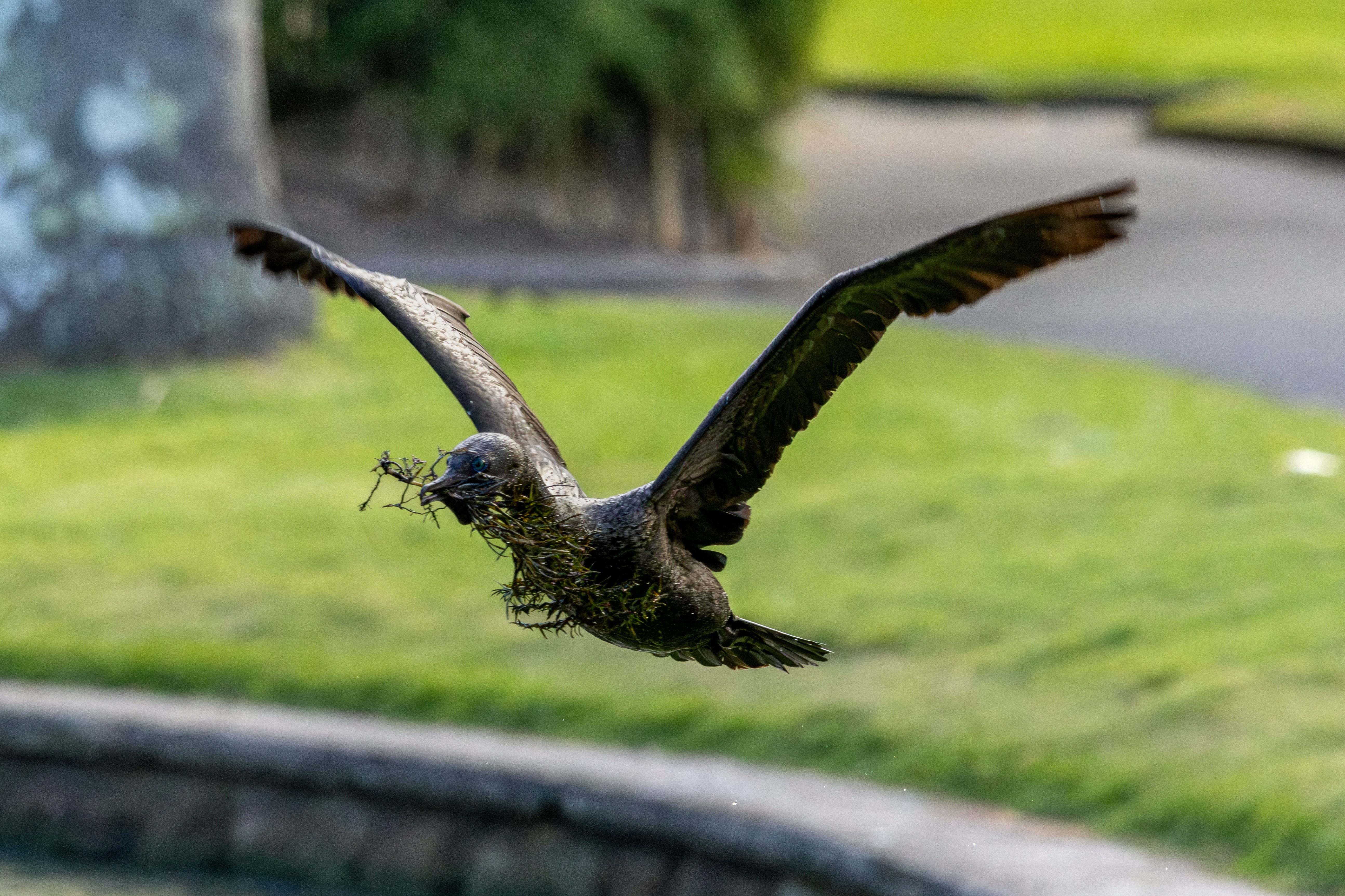 A little black cormorant flies low over a grassy park, wings outstretched as it carries nesting material in its beak, captured mid-flight in soft natural light.