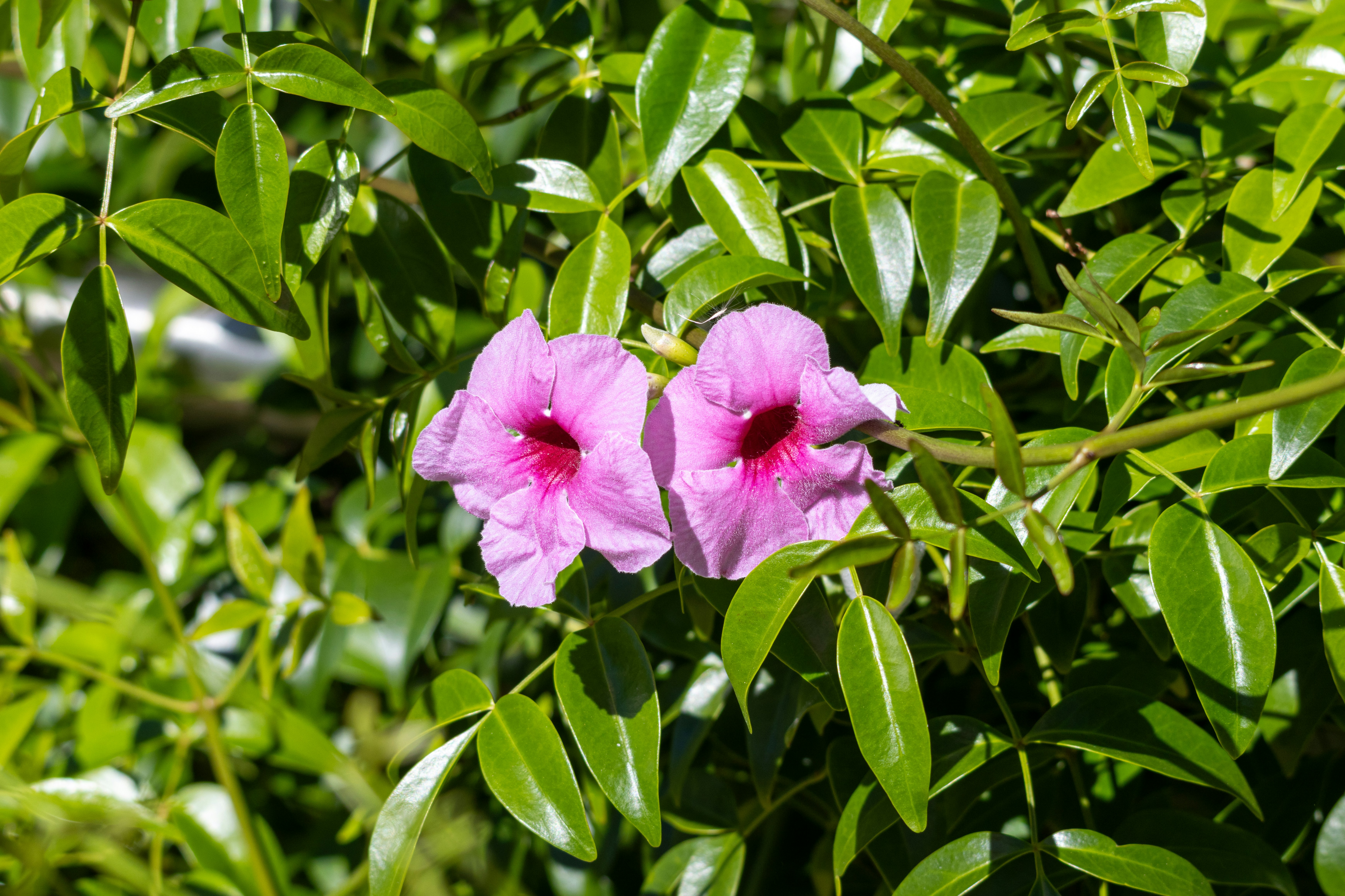 Pink trumpet blossoms peeking through glossy green leaves