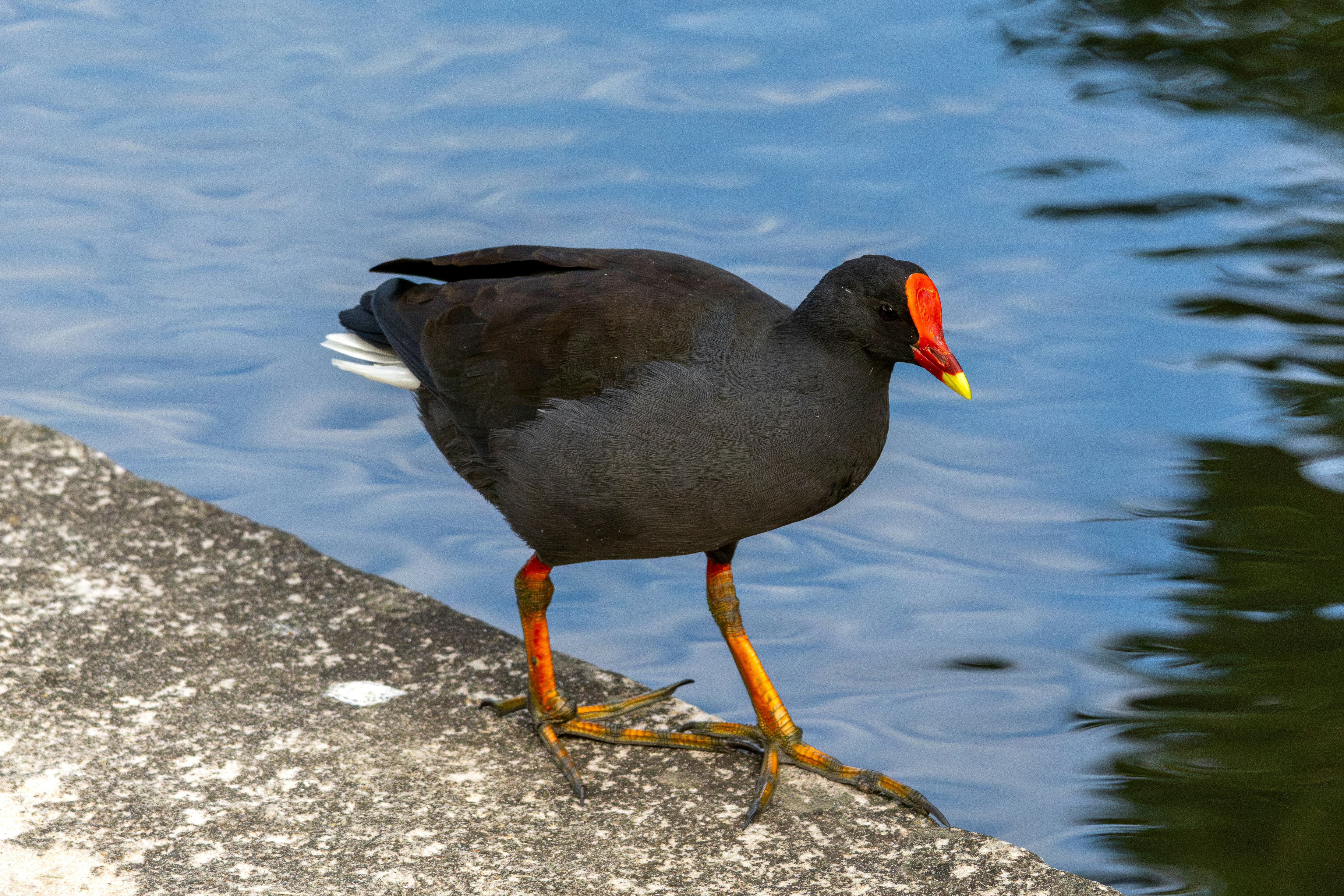 Red-billed Moorhen Striding Along the Water’s Edge