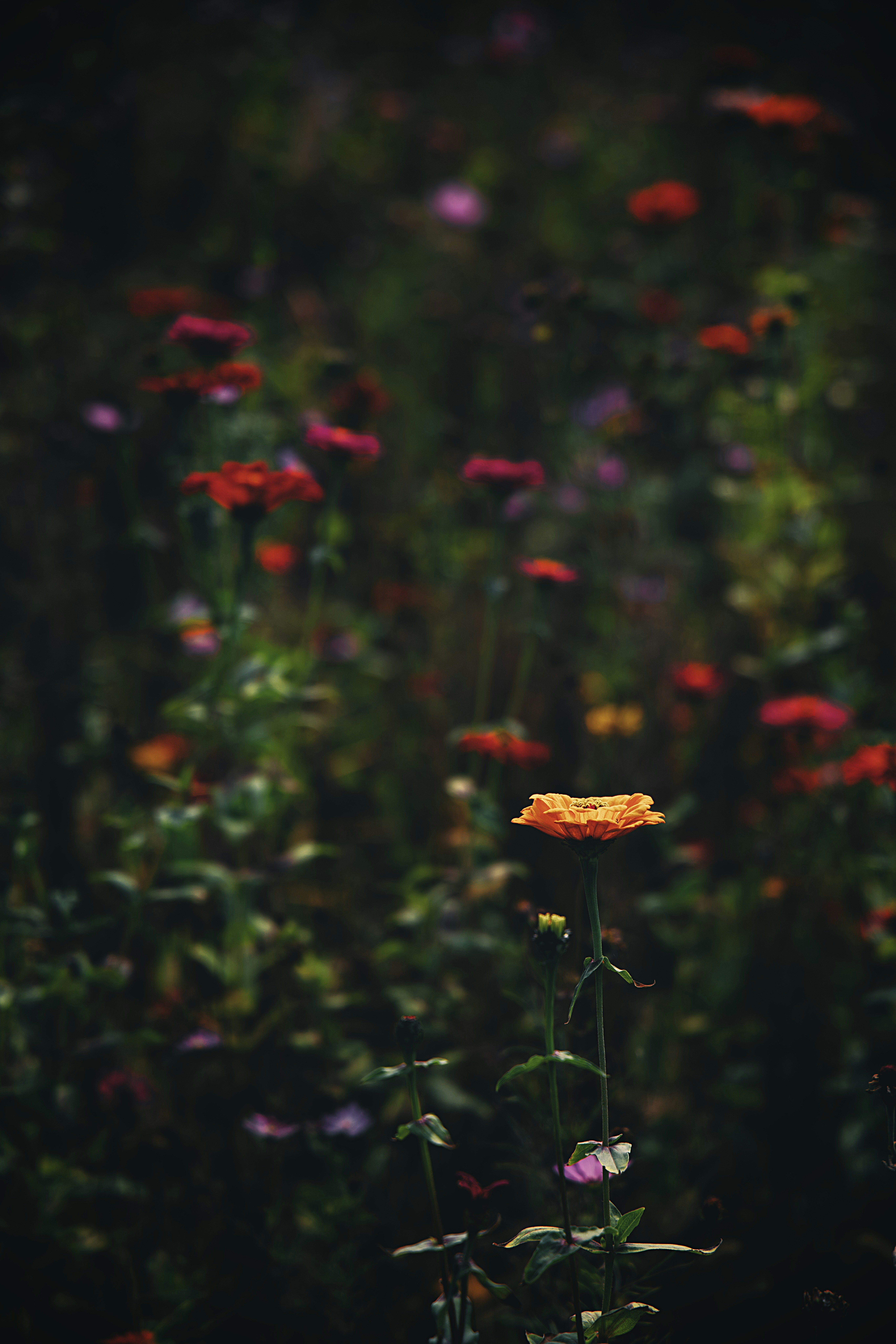 Central Bloom: An Amber Rose Reaches Above a Sea of Night-Soft Flowers