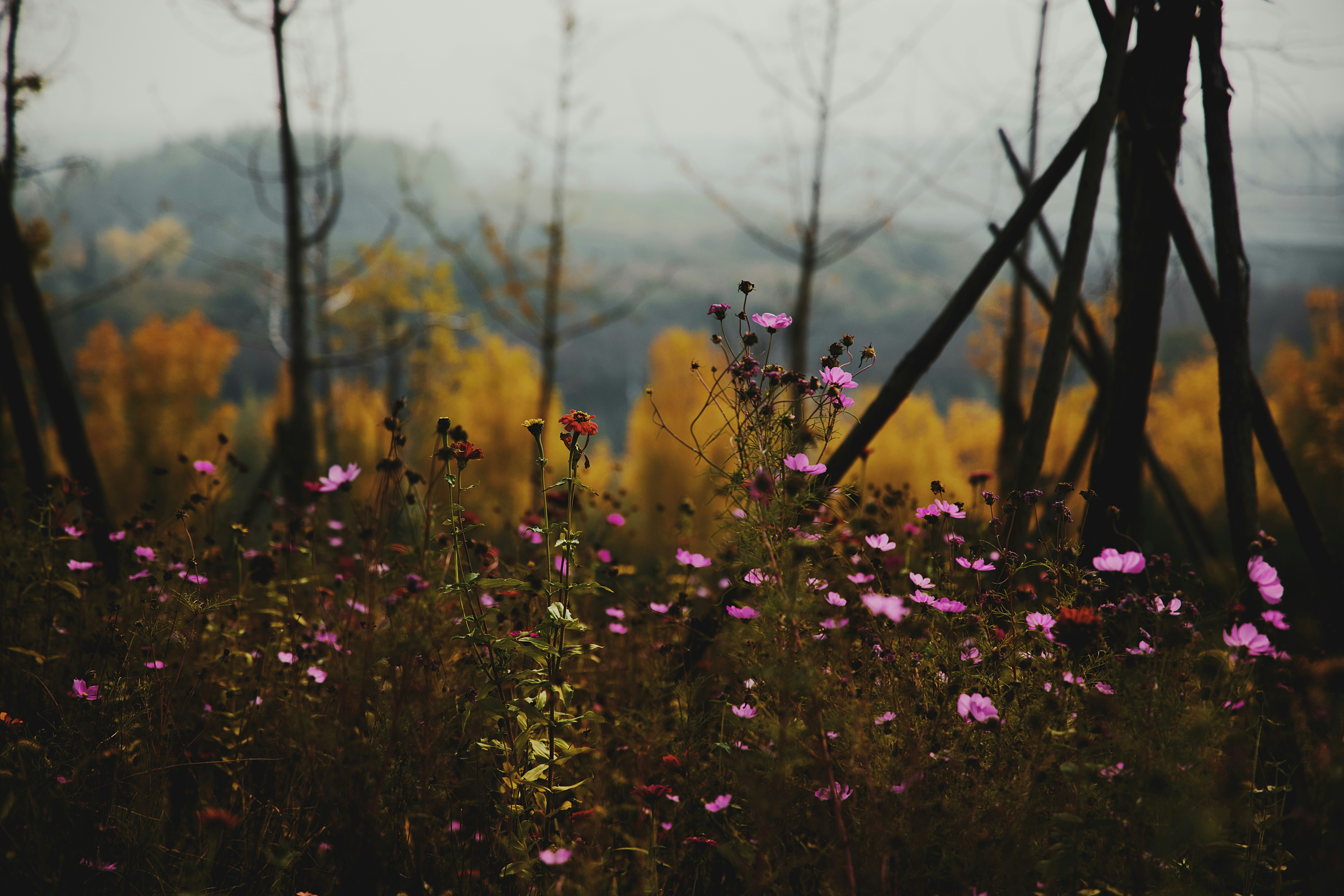 Wildflowers in Autumn Glow Against a Rustic Fence