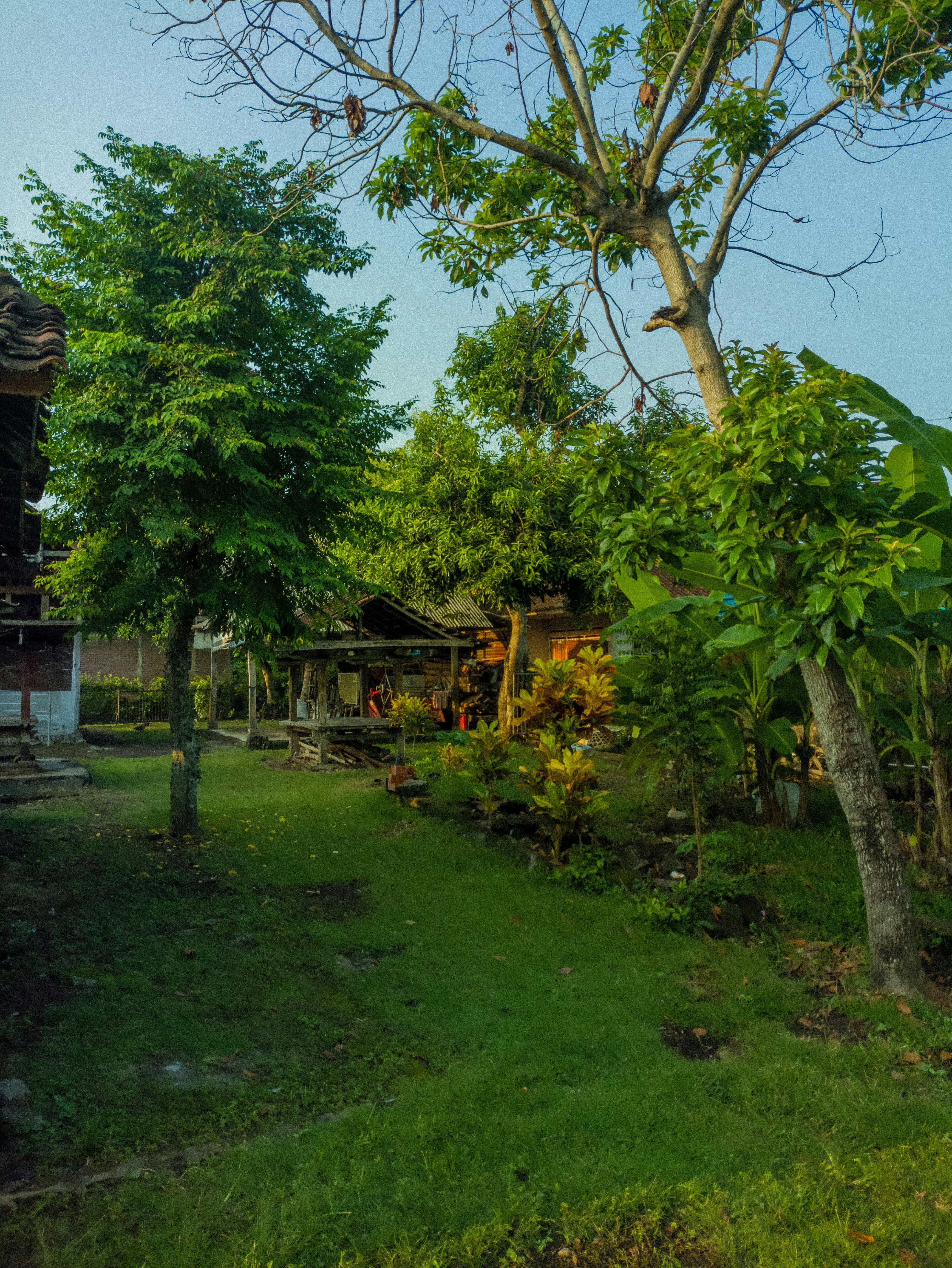 Sunlit Courtyard Amid Sturdy Trees and Quiet Pathways