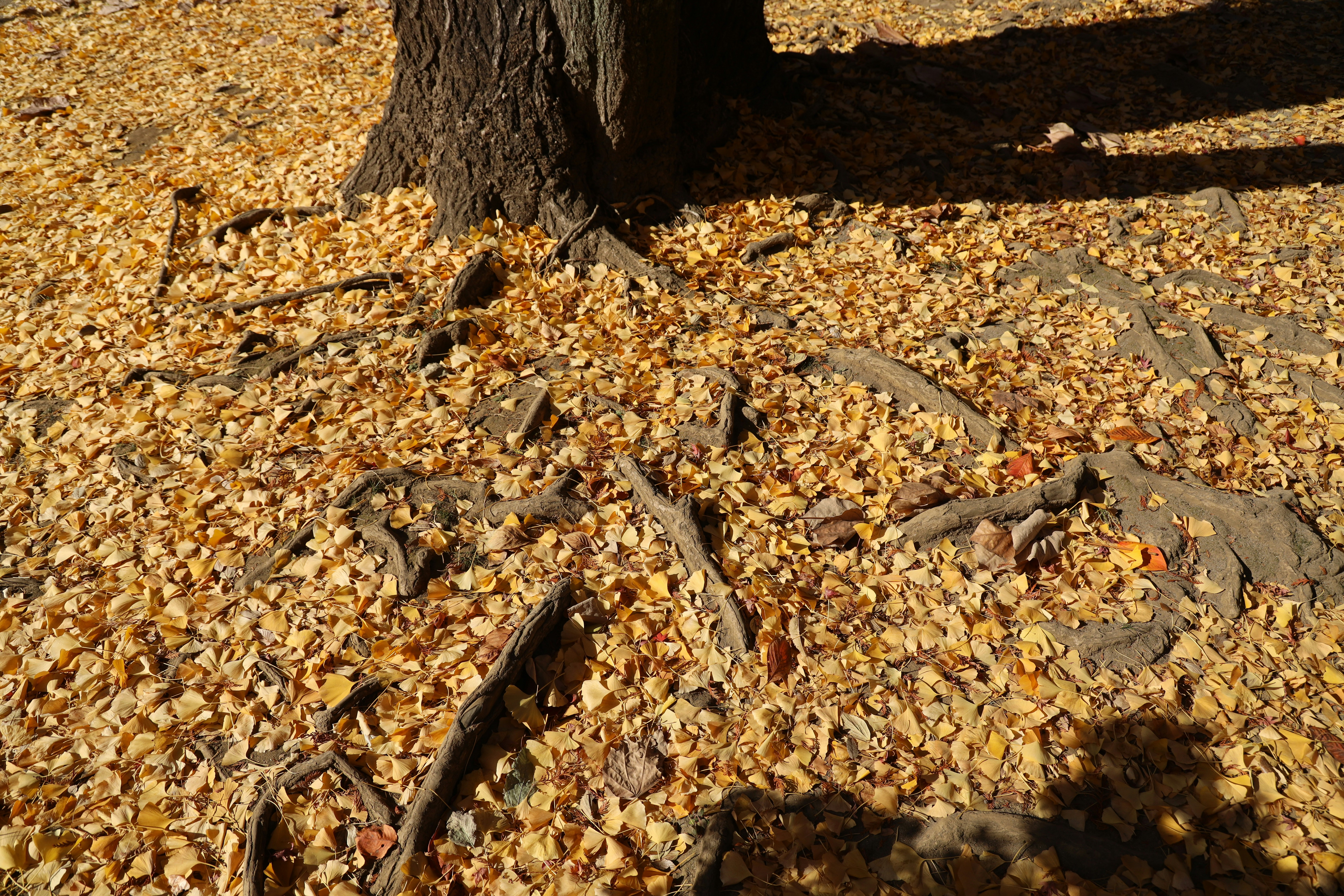 Rooted Autumn Groundscape Under Dappled Sun