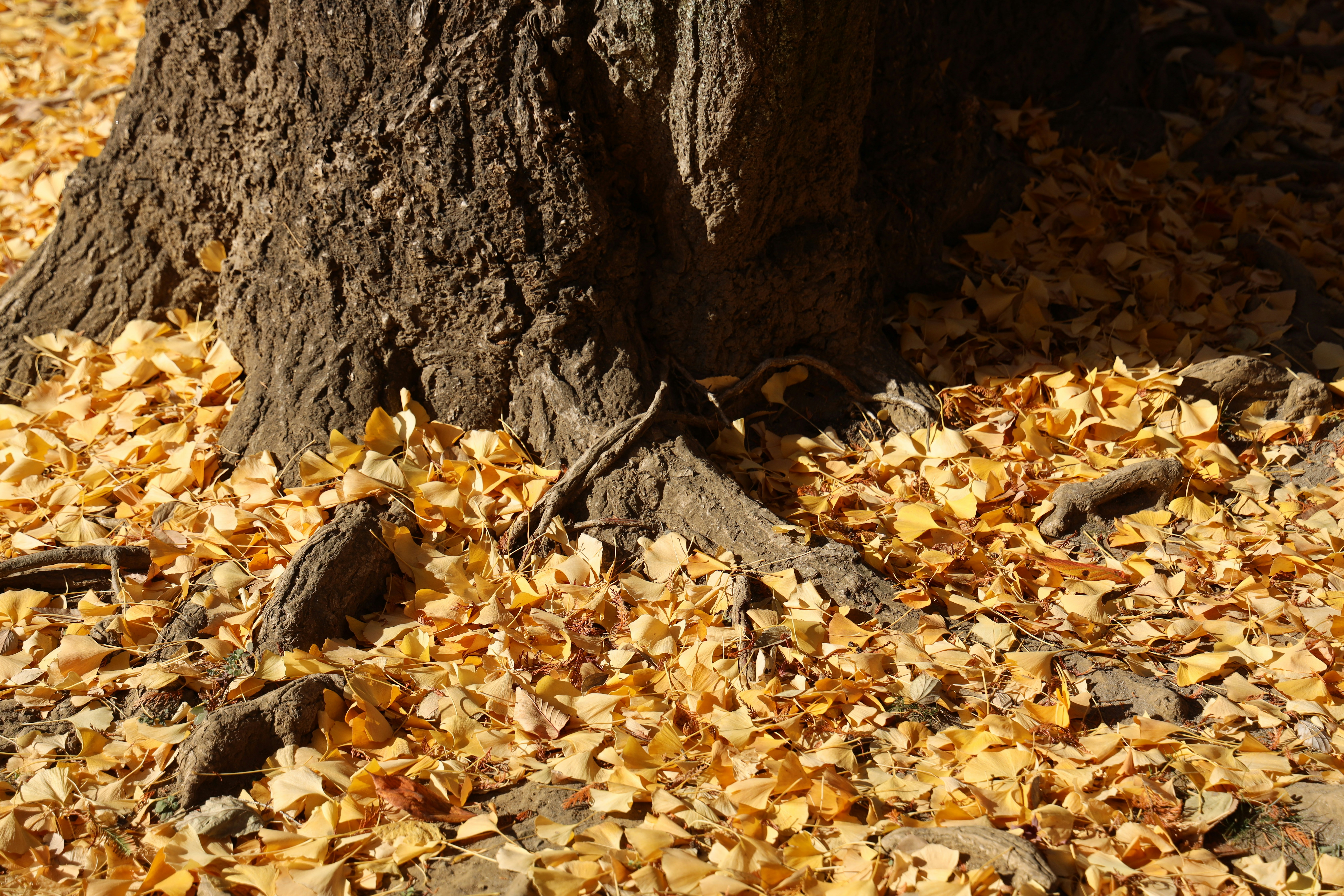 Autumn Groundwork: Sunlit Leaves Embrace the Tree Roots