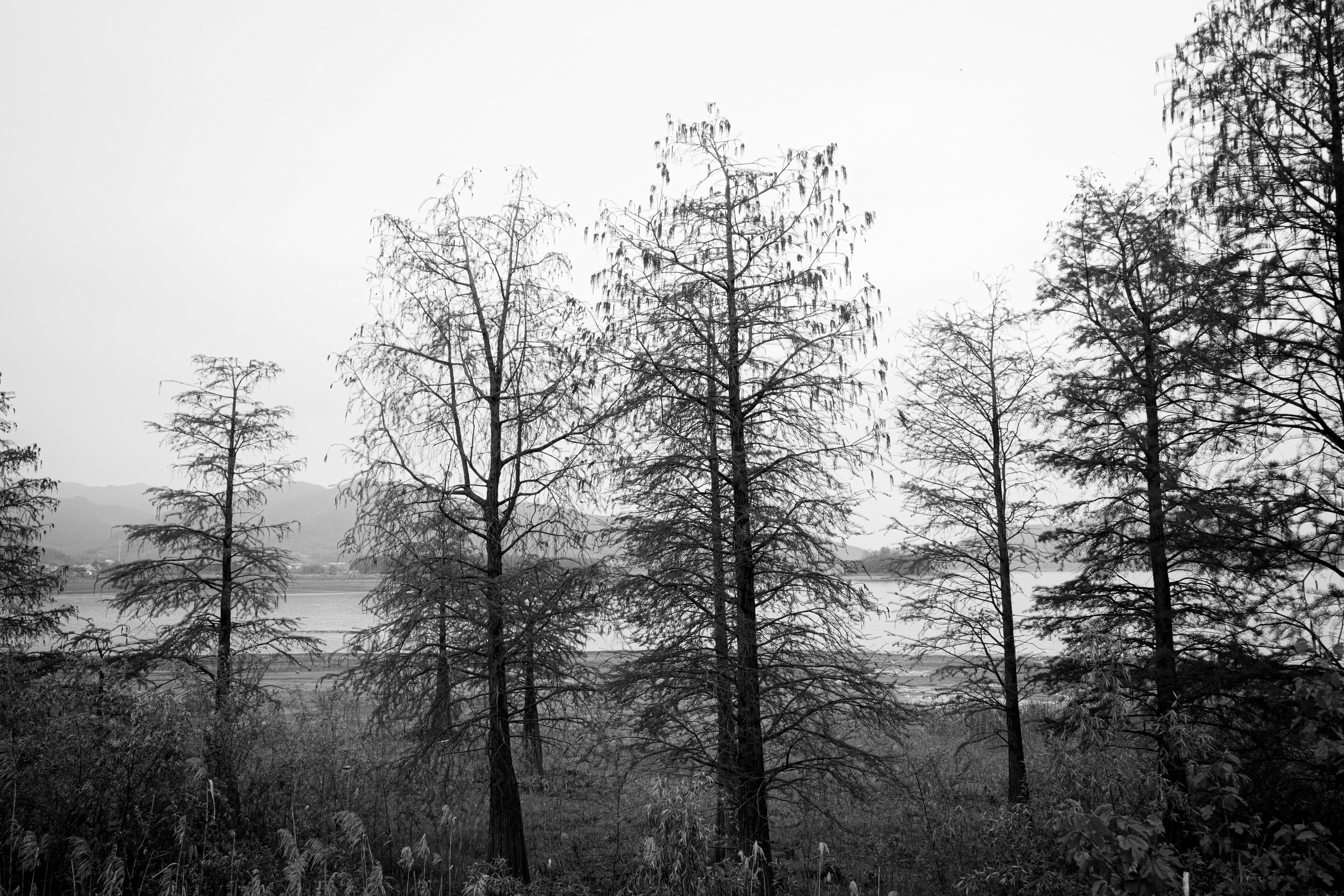 Line of Standing Pines at Dusk in a Monochrome Field