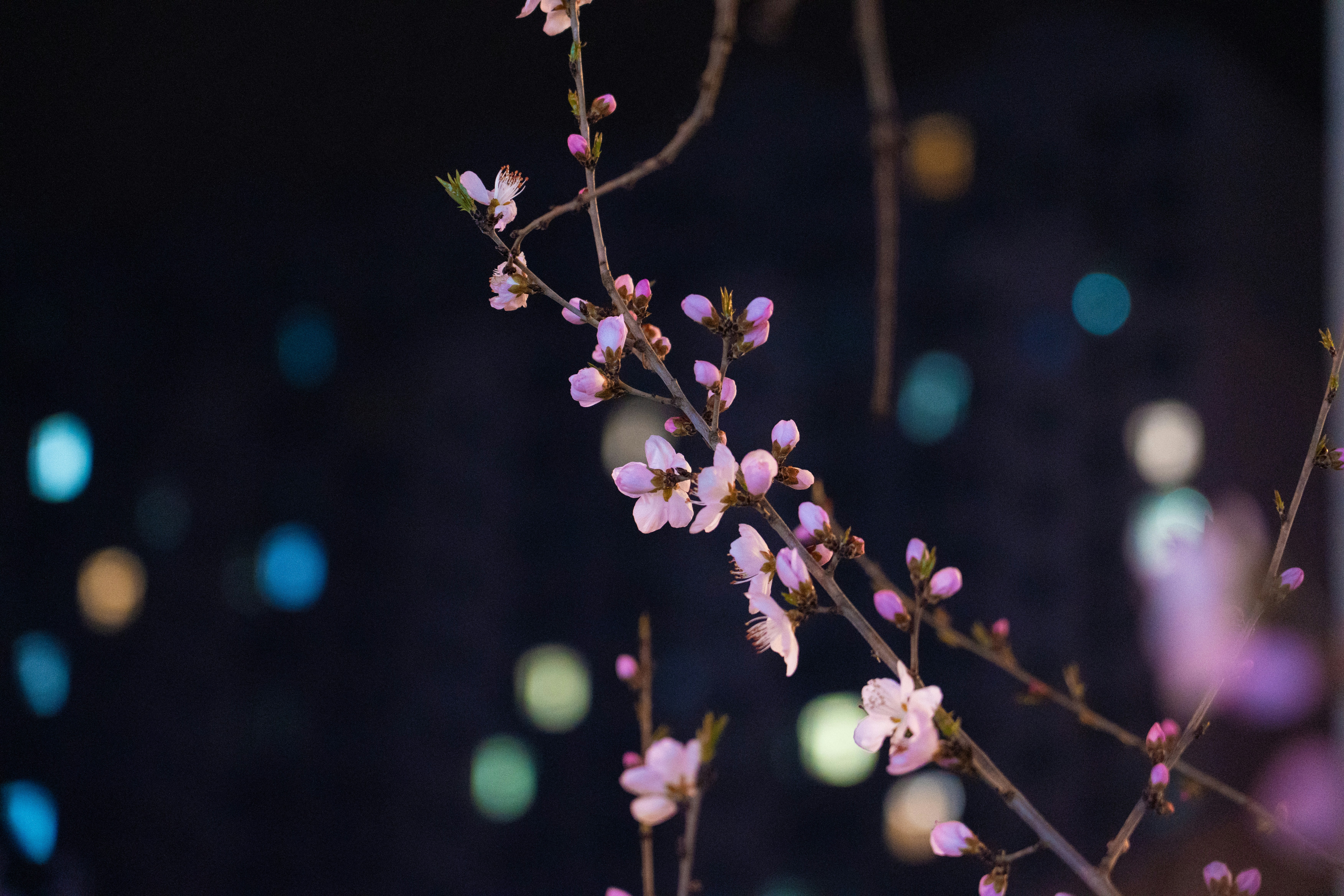 Blossoms in Neon Quiet: A Night Garden of Bokeh orbs