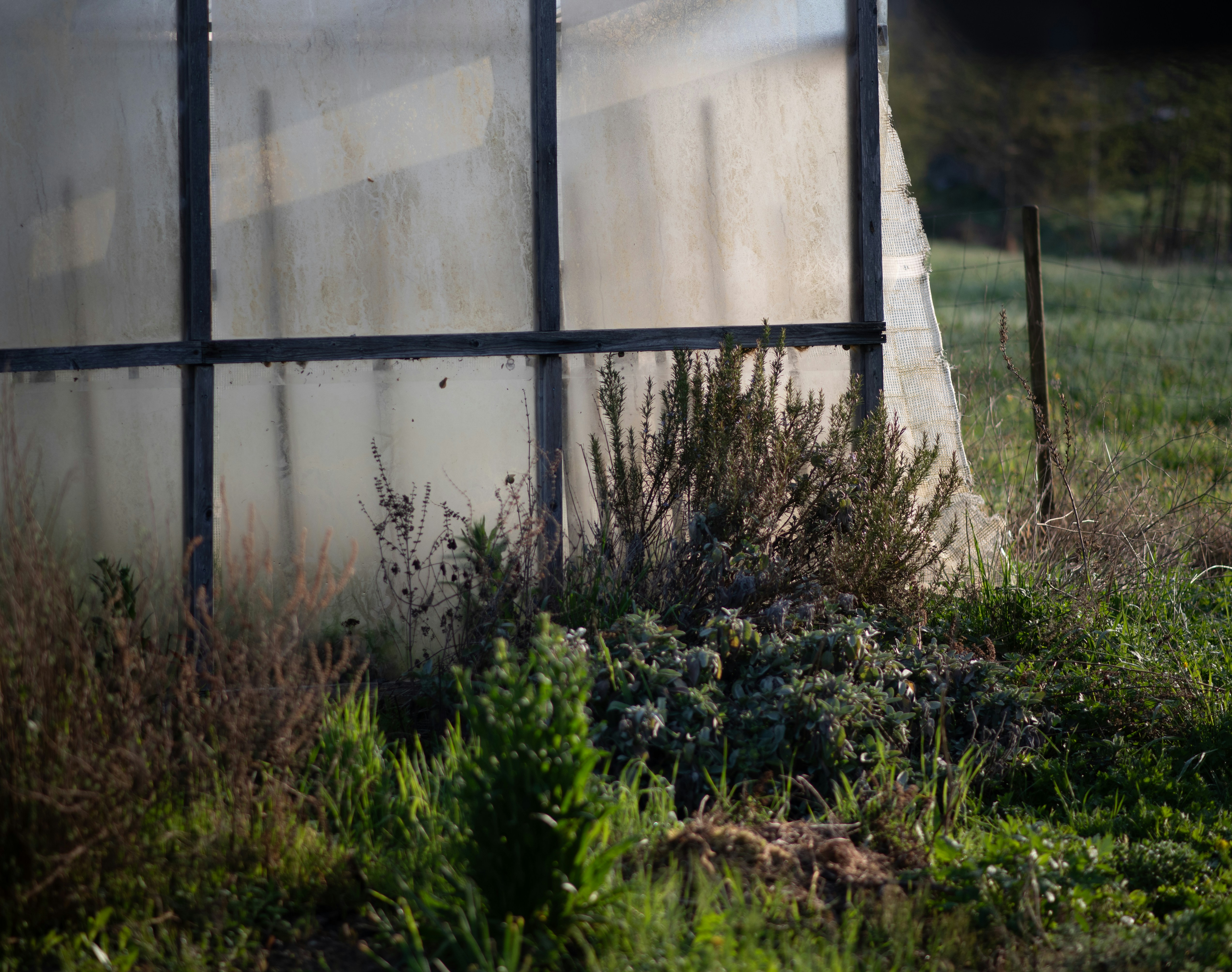 Overgrown Glimpse by a Polycarbonate Wall