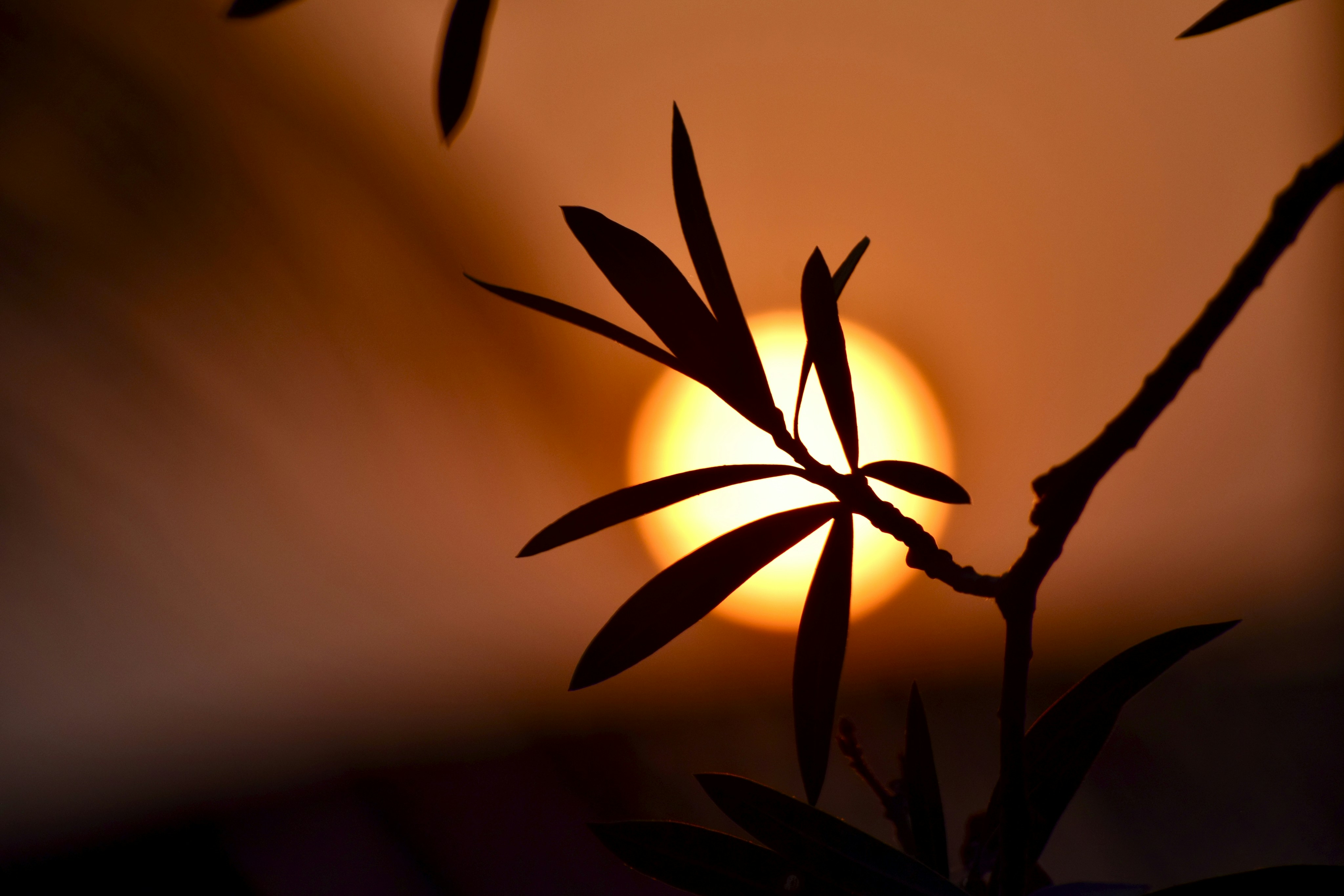 Sunset Silhouette: Leaves Framed by a Blurred Orb
