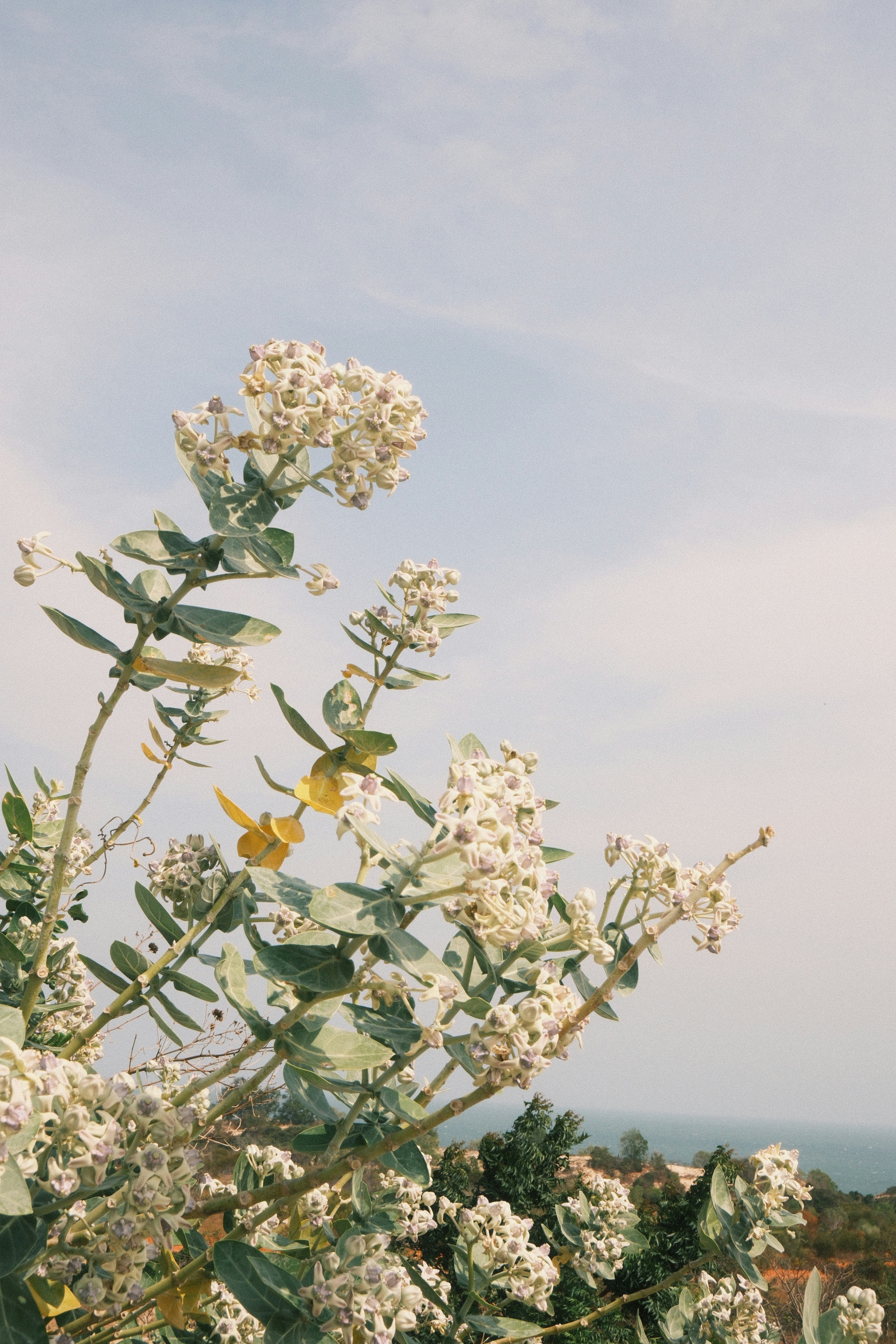 Blossoms Reaching Toward an Open Sky