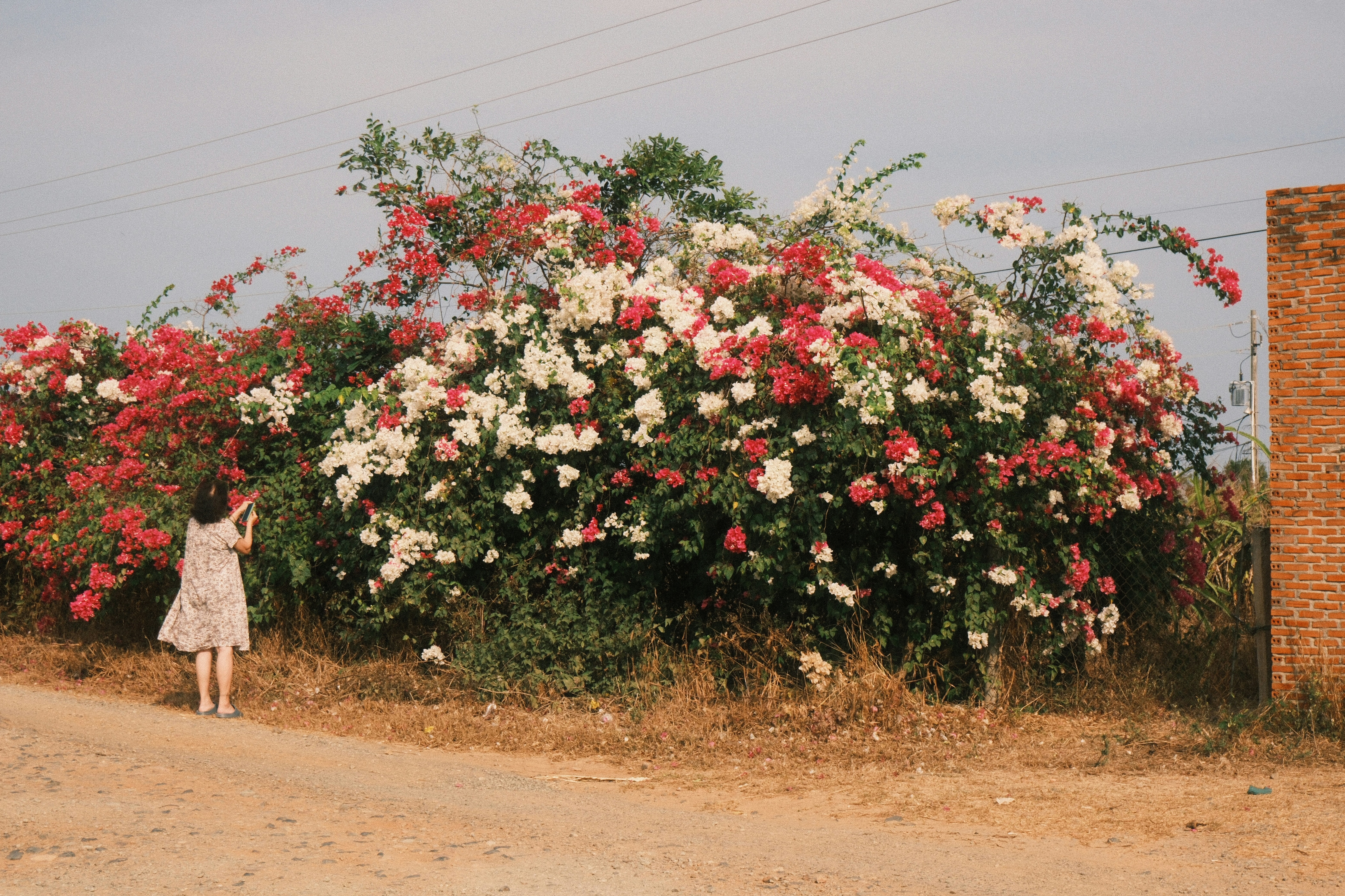 Bleeding Bouquets: A Woman and the Rose Thicket