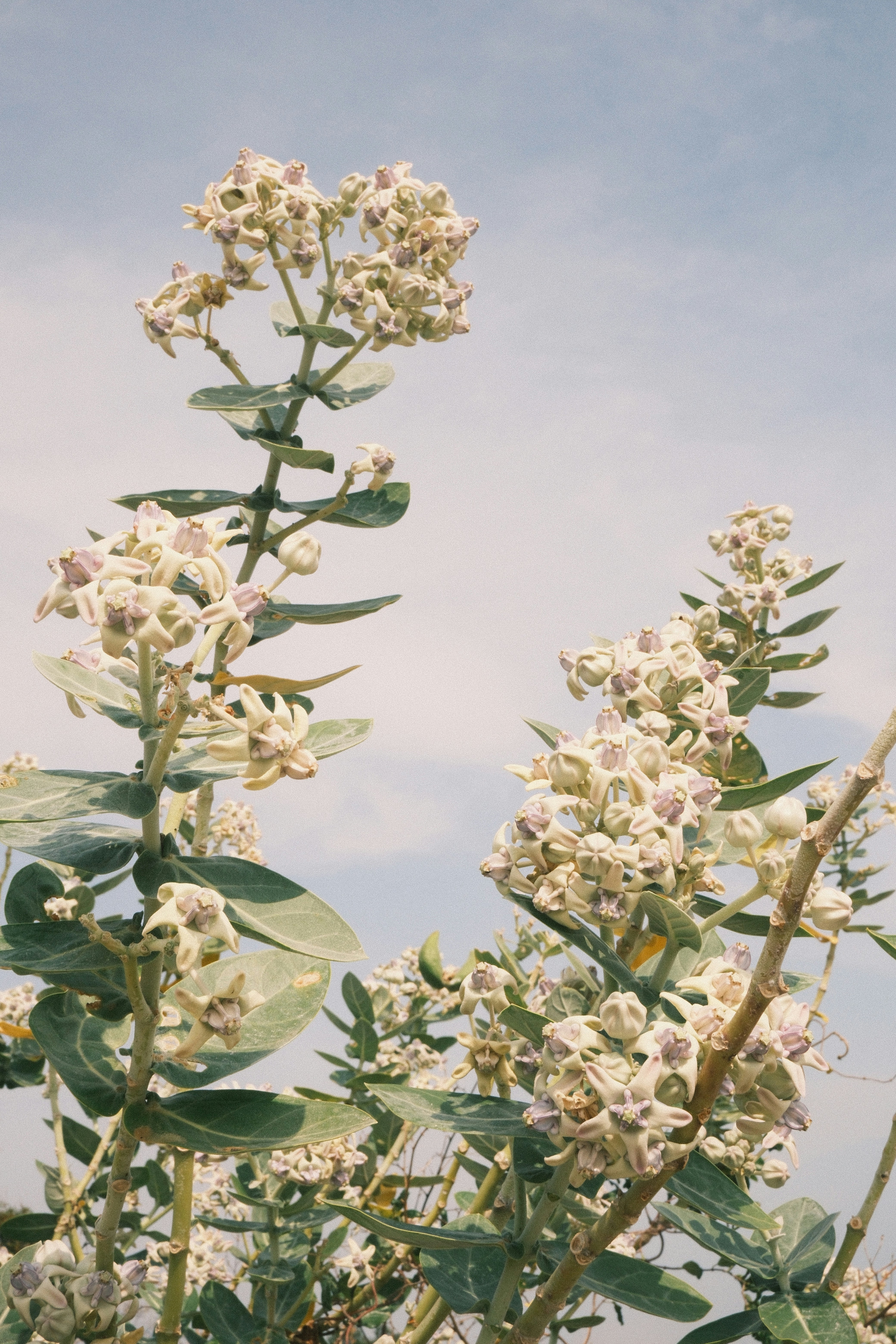 Soft Skies and Blooming Spires: A Quiet Garden Portrait