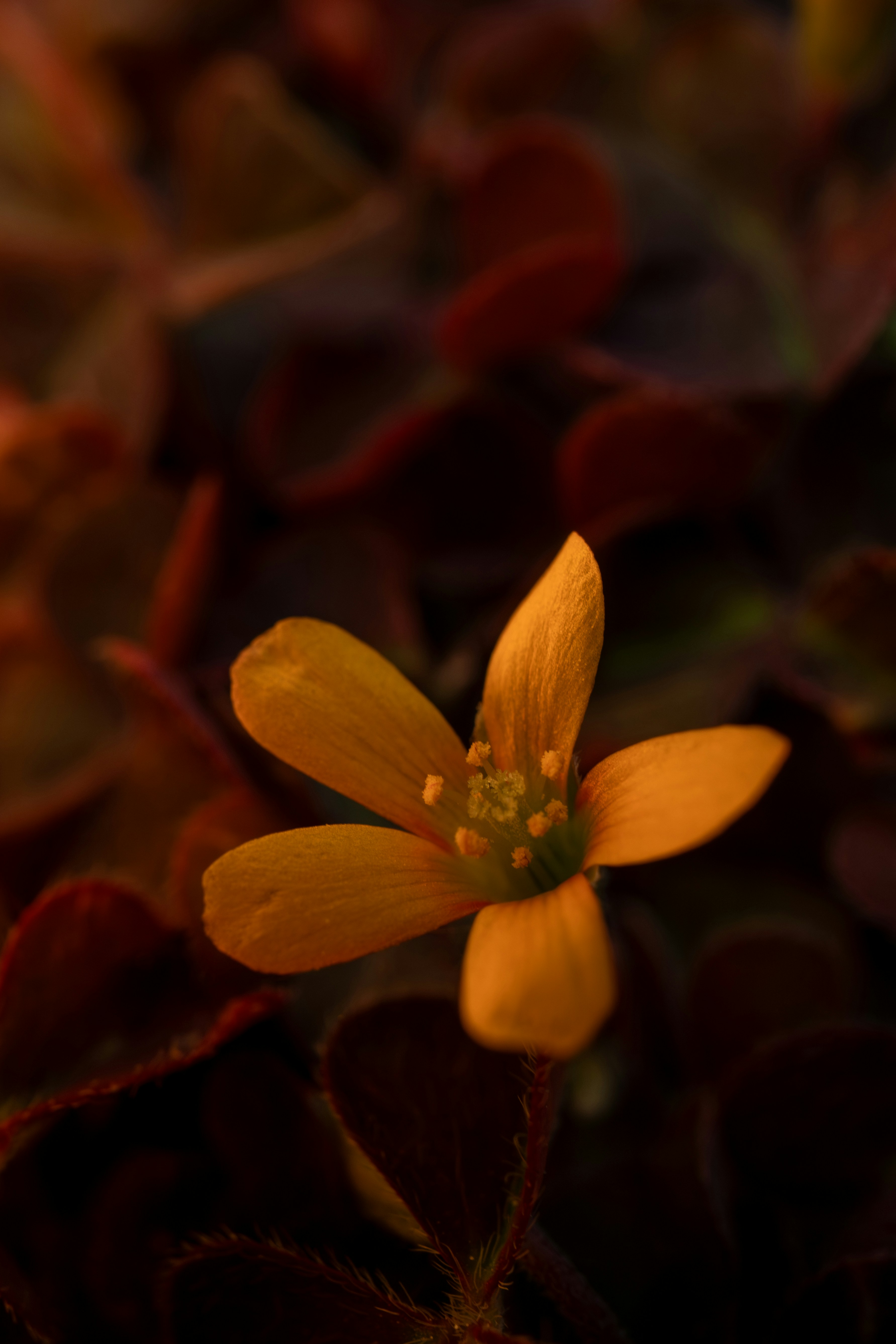 A single golden flower stands in sharp focus amid dark, velvety foliage, with warm tones and subtle backlighting accentuating its petals.