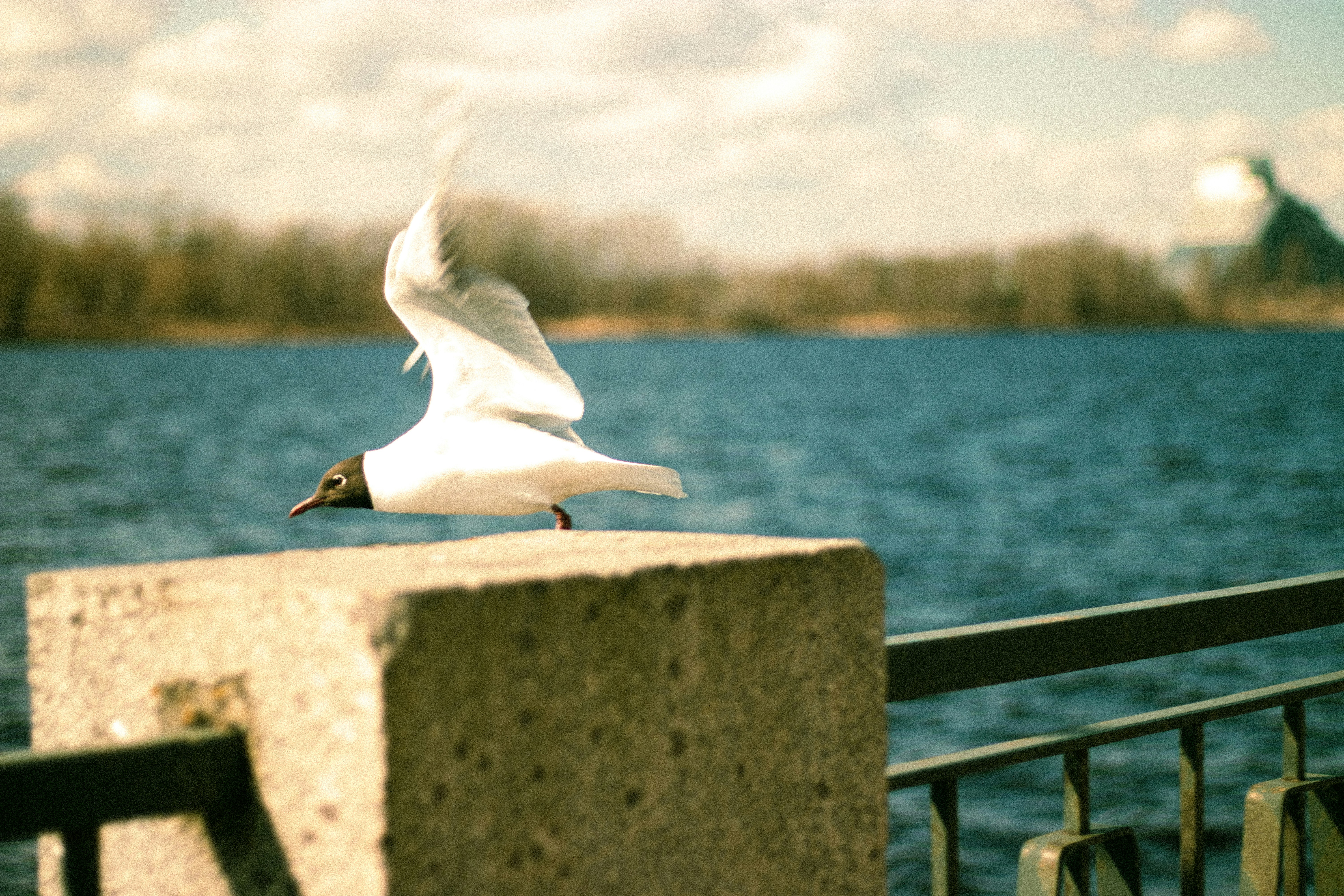 Seagull Taking Flight Over the Pier