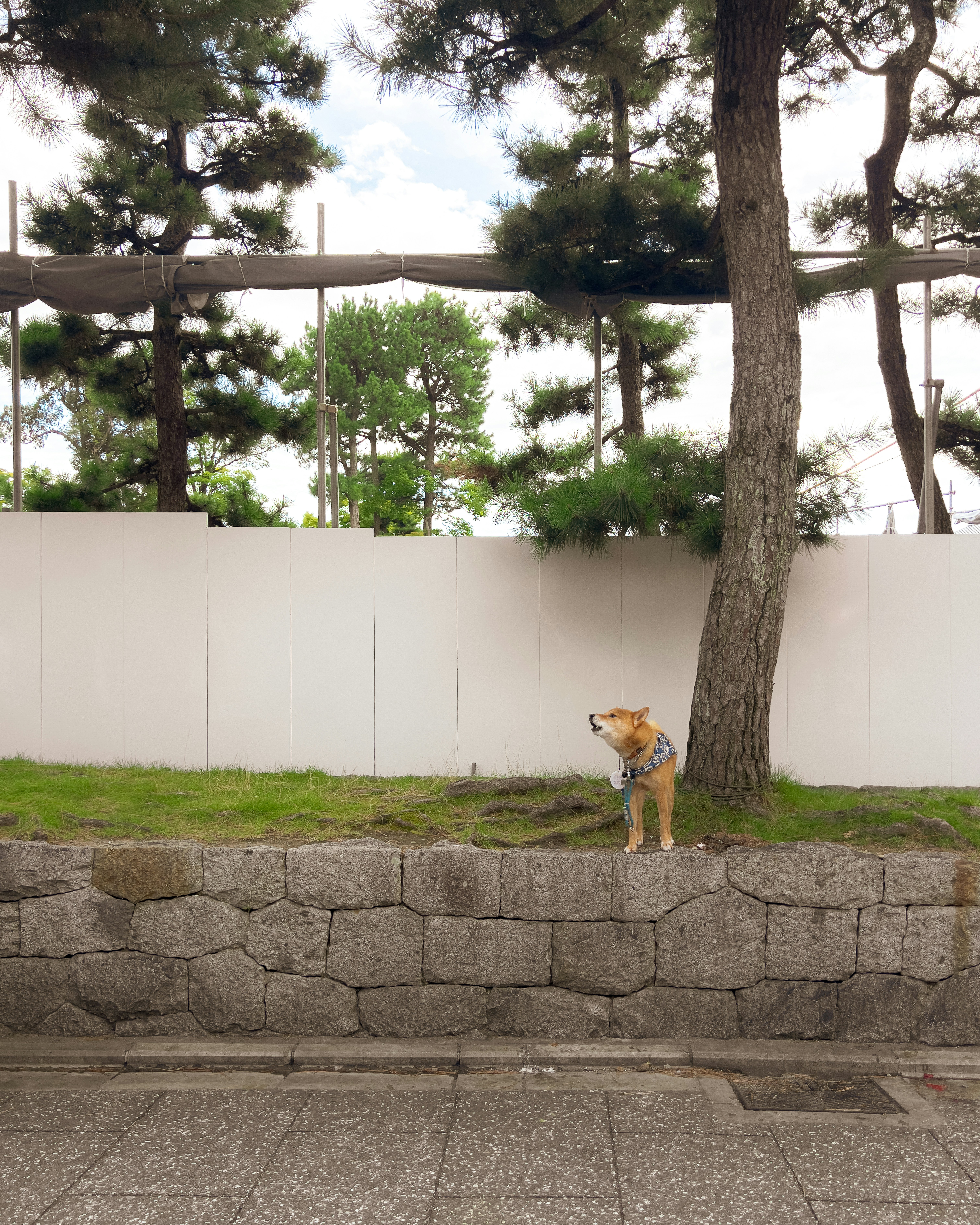 Dog in a White-Walled Garden Under a Canopy of Trees