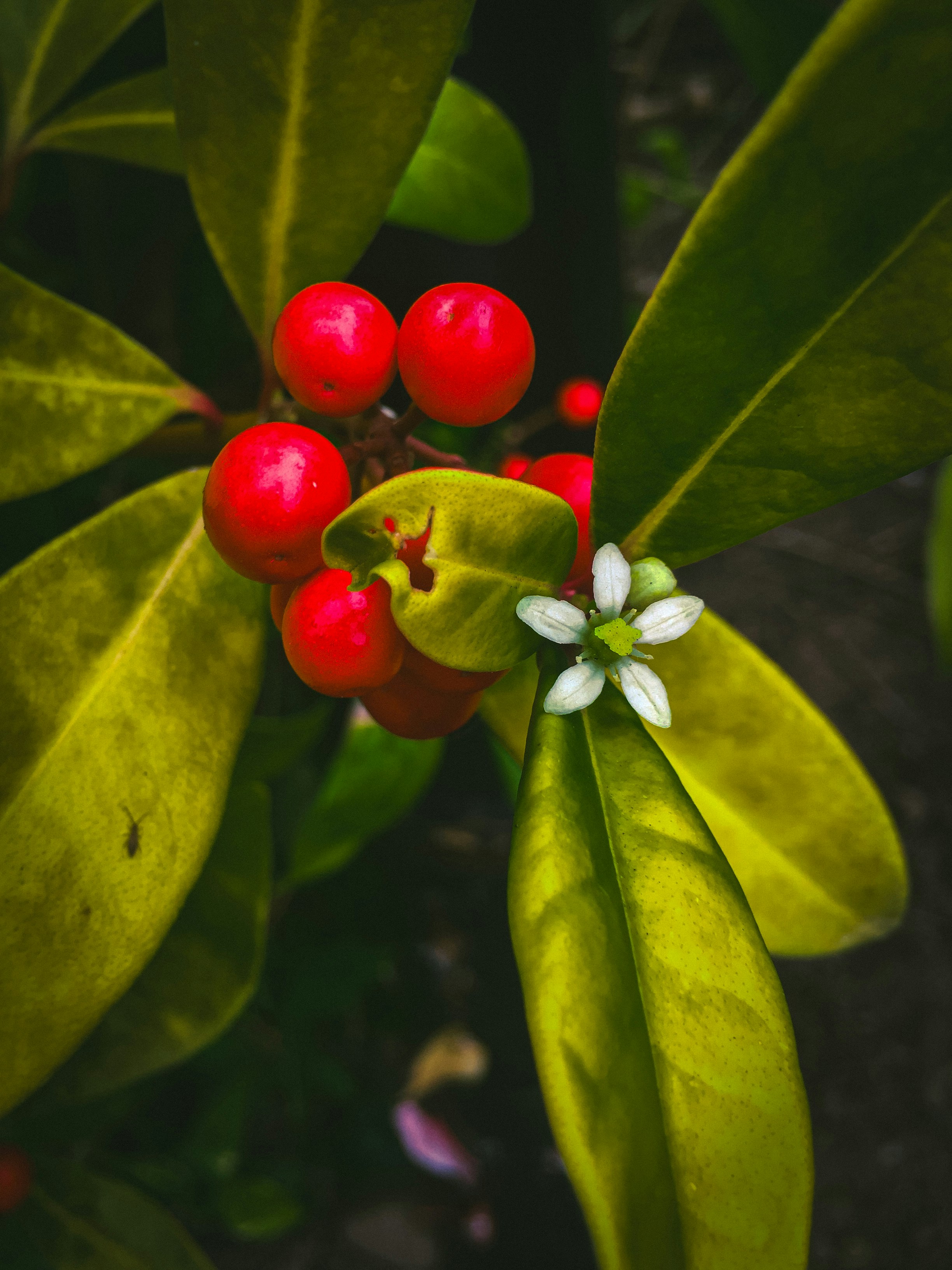 Red Berries and White Star Bloom on Glossy Green Leaves