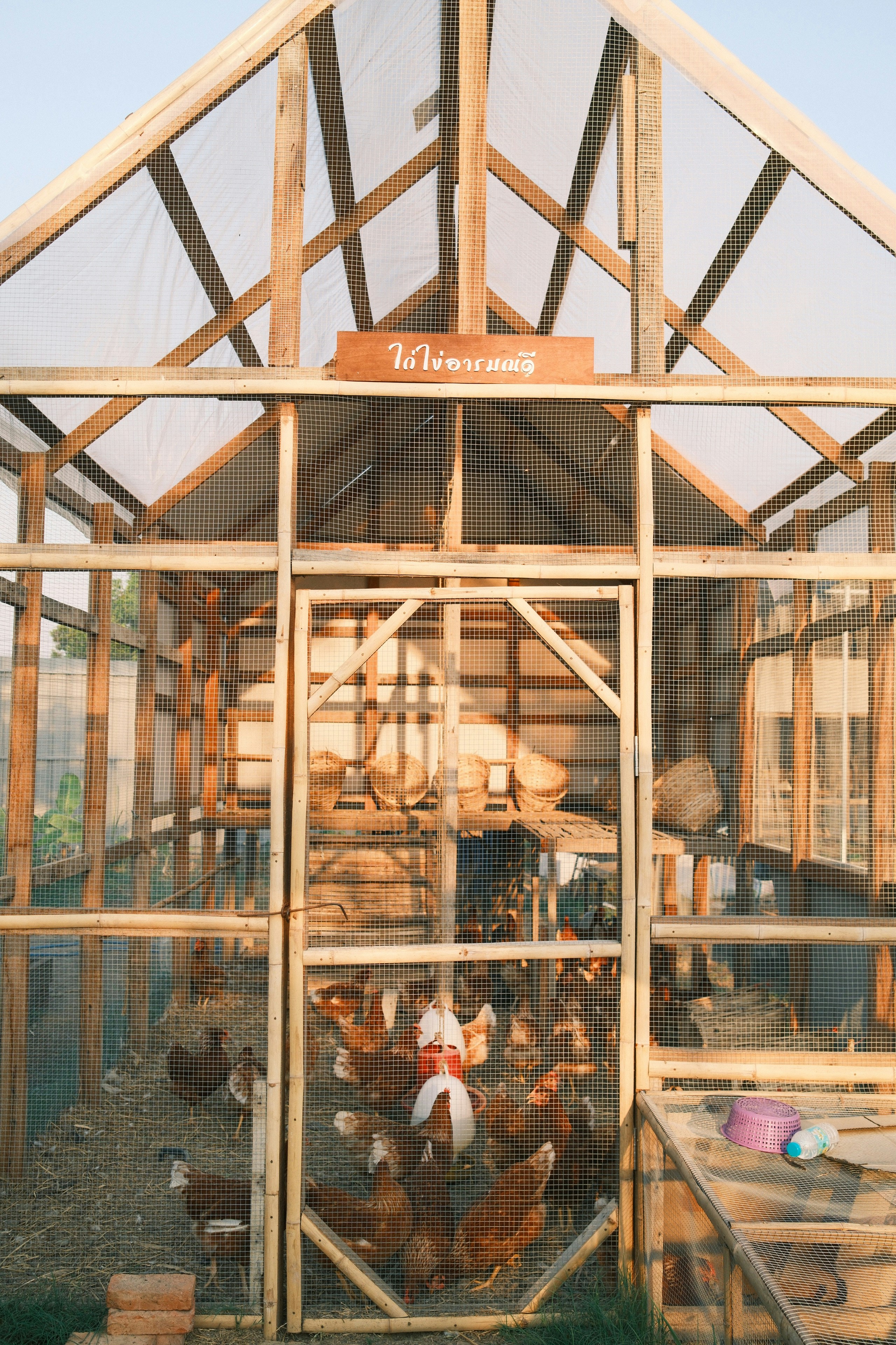 Livestock Conservatory: Chickens in a Wooden Enclosure Bathed in Soft Sunset Light