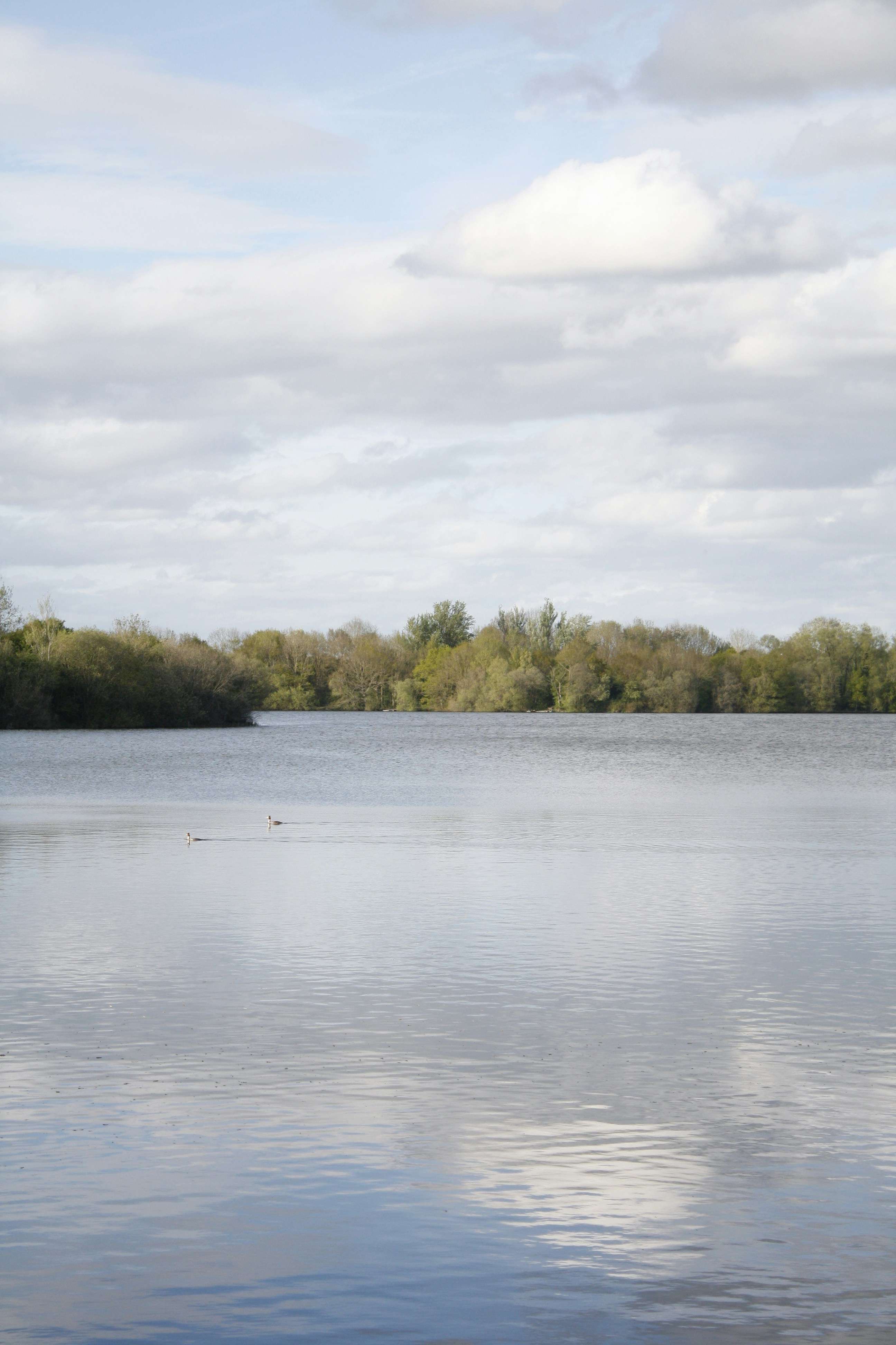Calm Waters at Dusk: A Serene Lakeside Vista