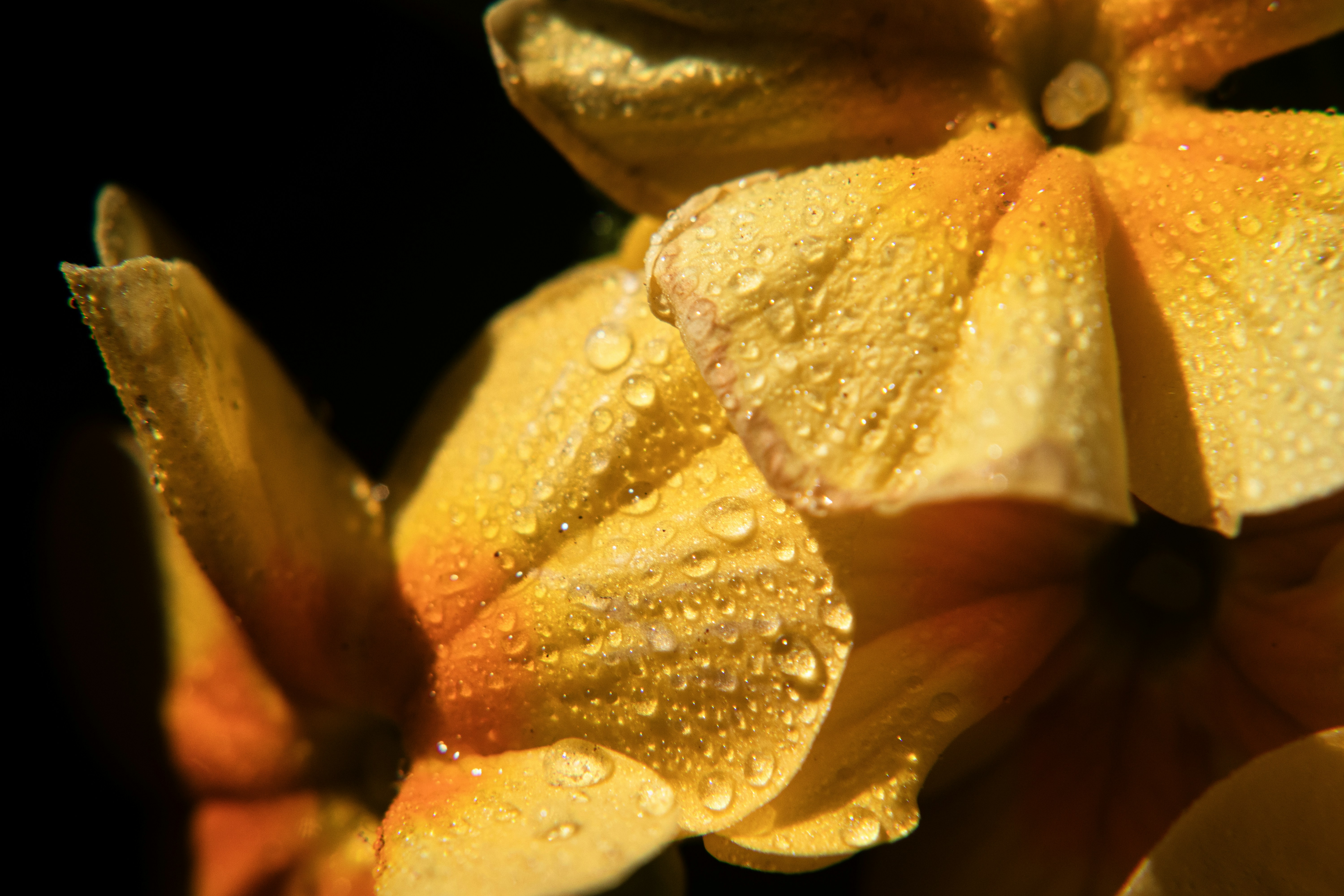 Golden Orchid Daggers in the Dark