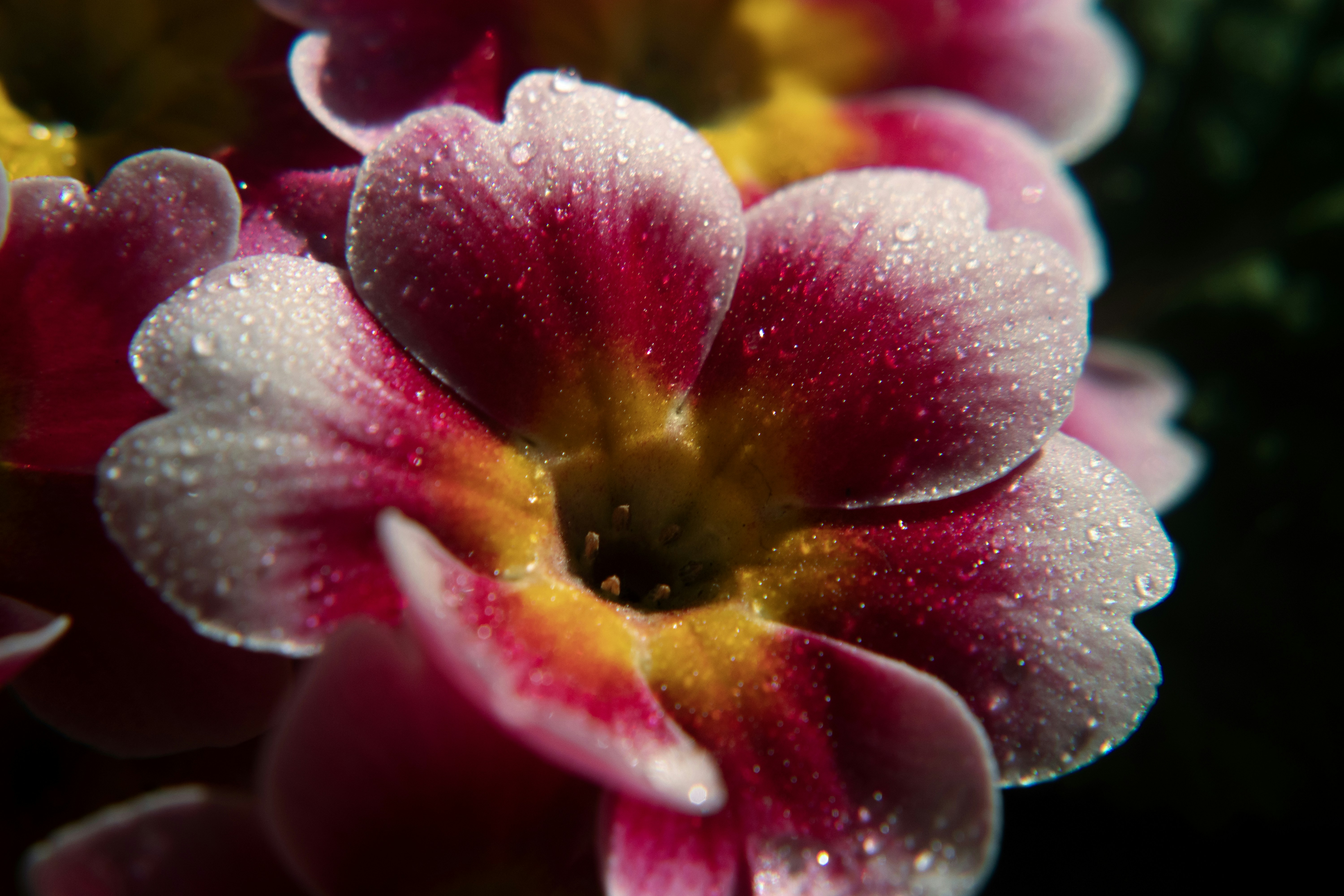 Crimson Fragrance: Close-Up Bloom with Sunlit Edges
