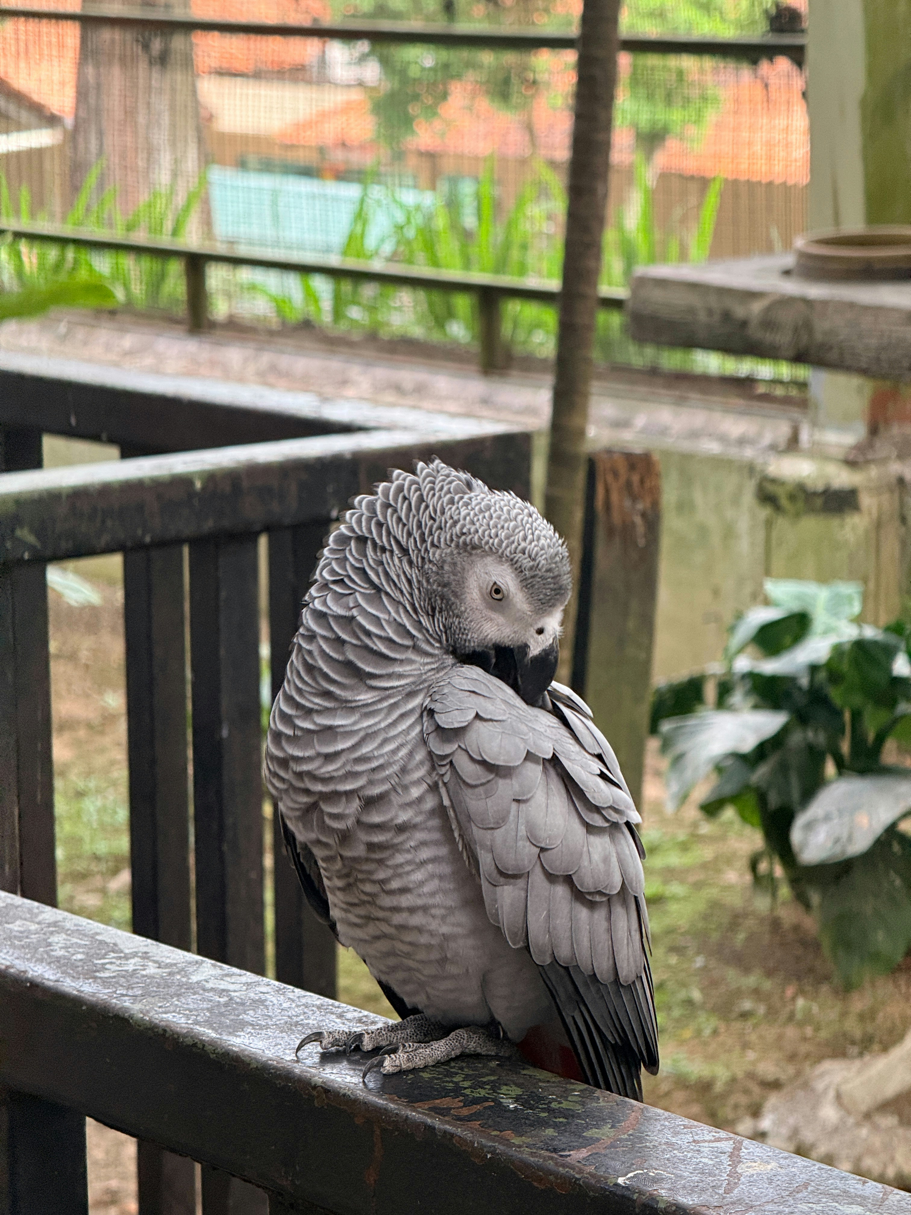Grey Parrot Preens on a Weathered Railing