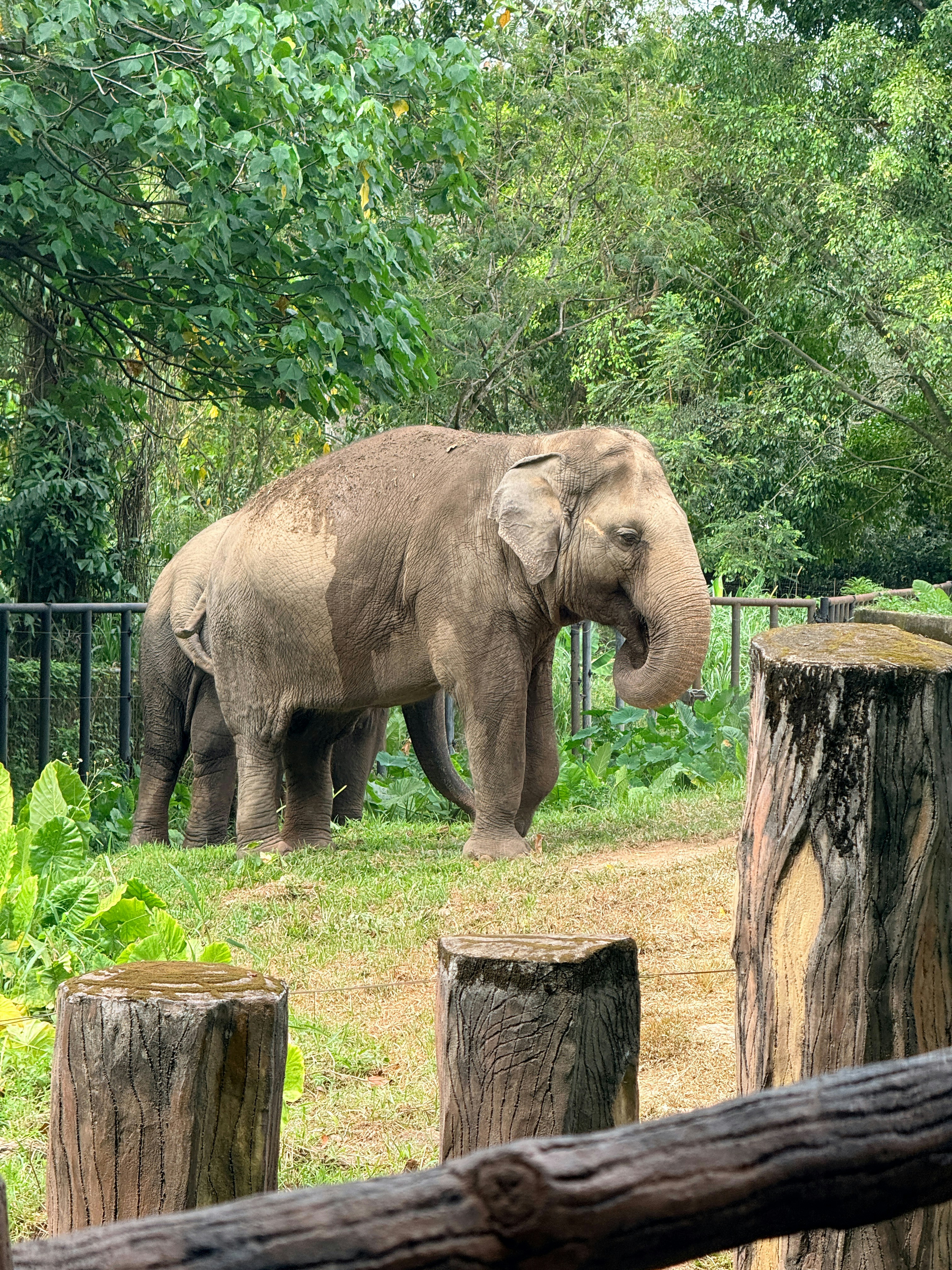 Elephant in a sunlit enclosure framed by weathered logs