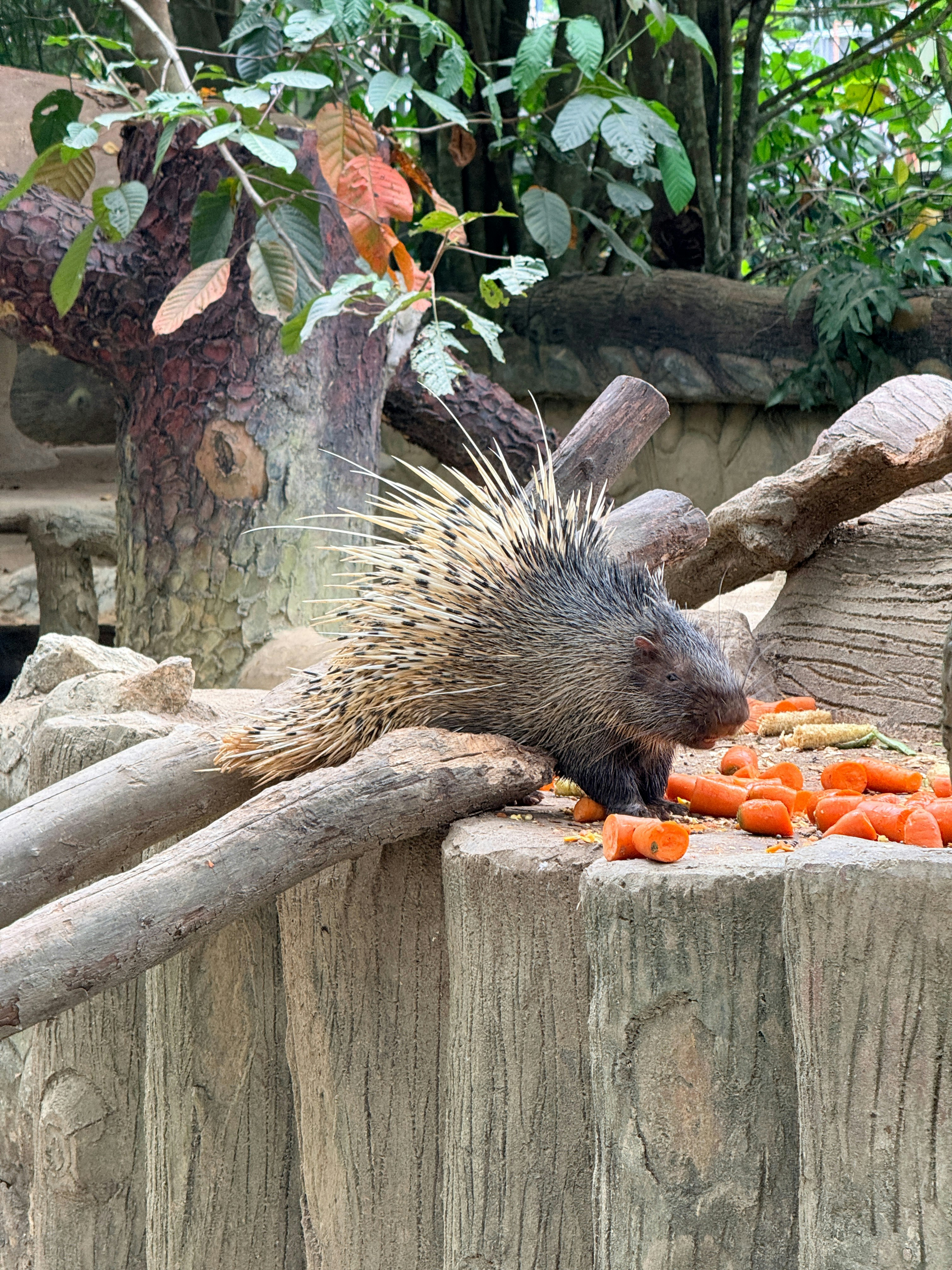 Quill-Touched Snack Break on the Logs
