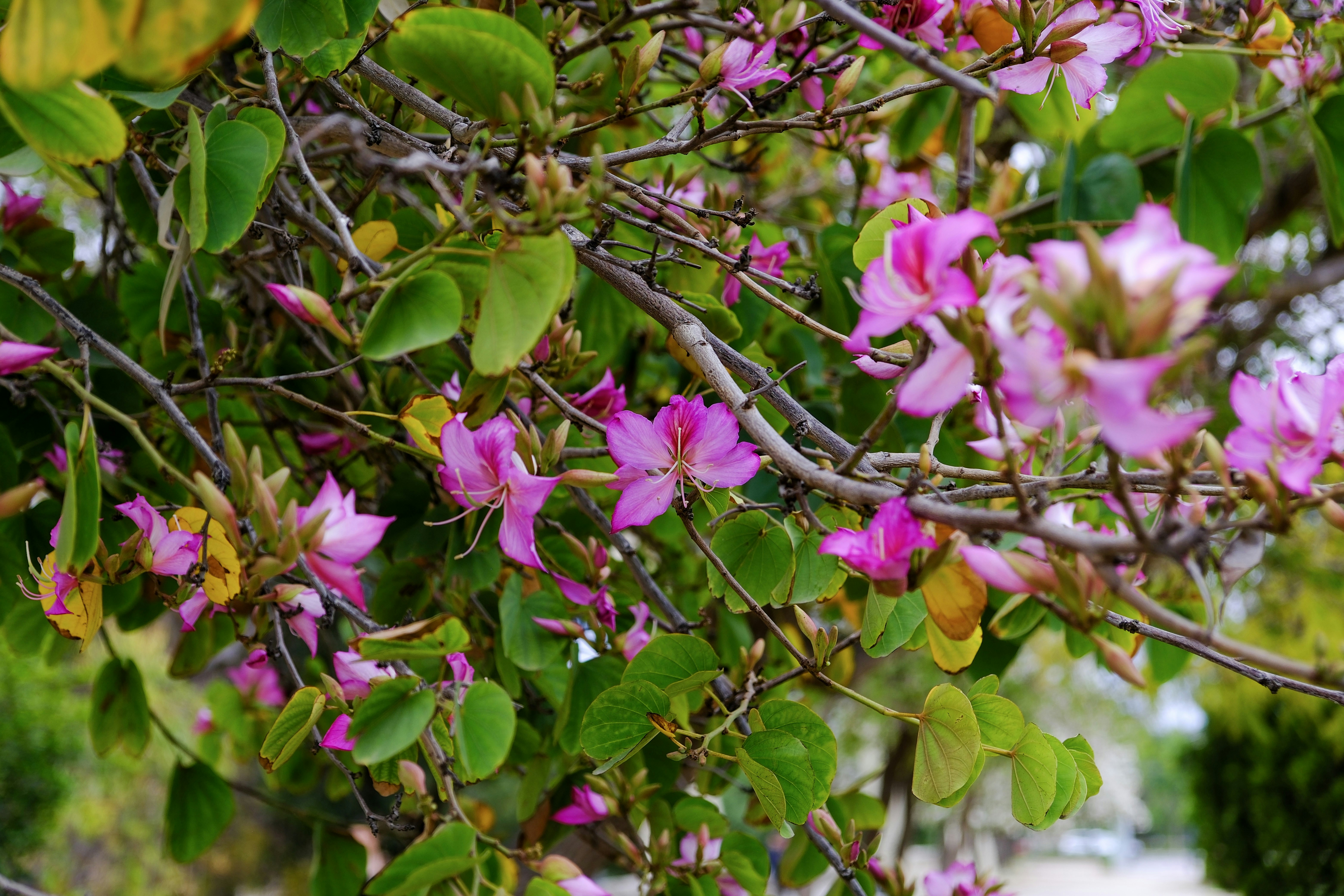 Pink blossoms threaded through a sunlit garden hedge