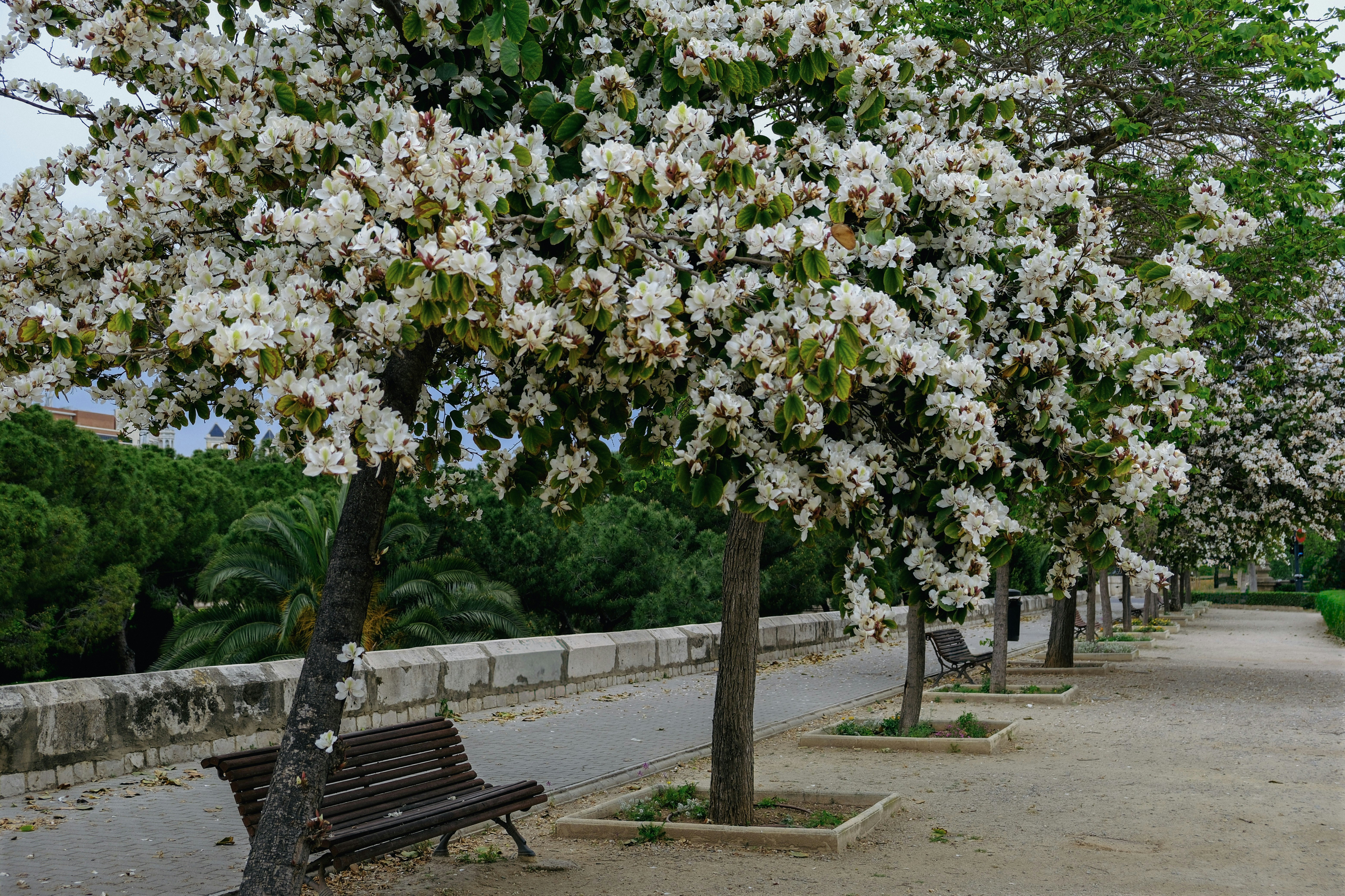 Trees with white blossoms line a park pathway