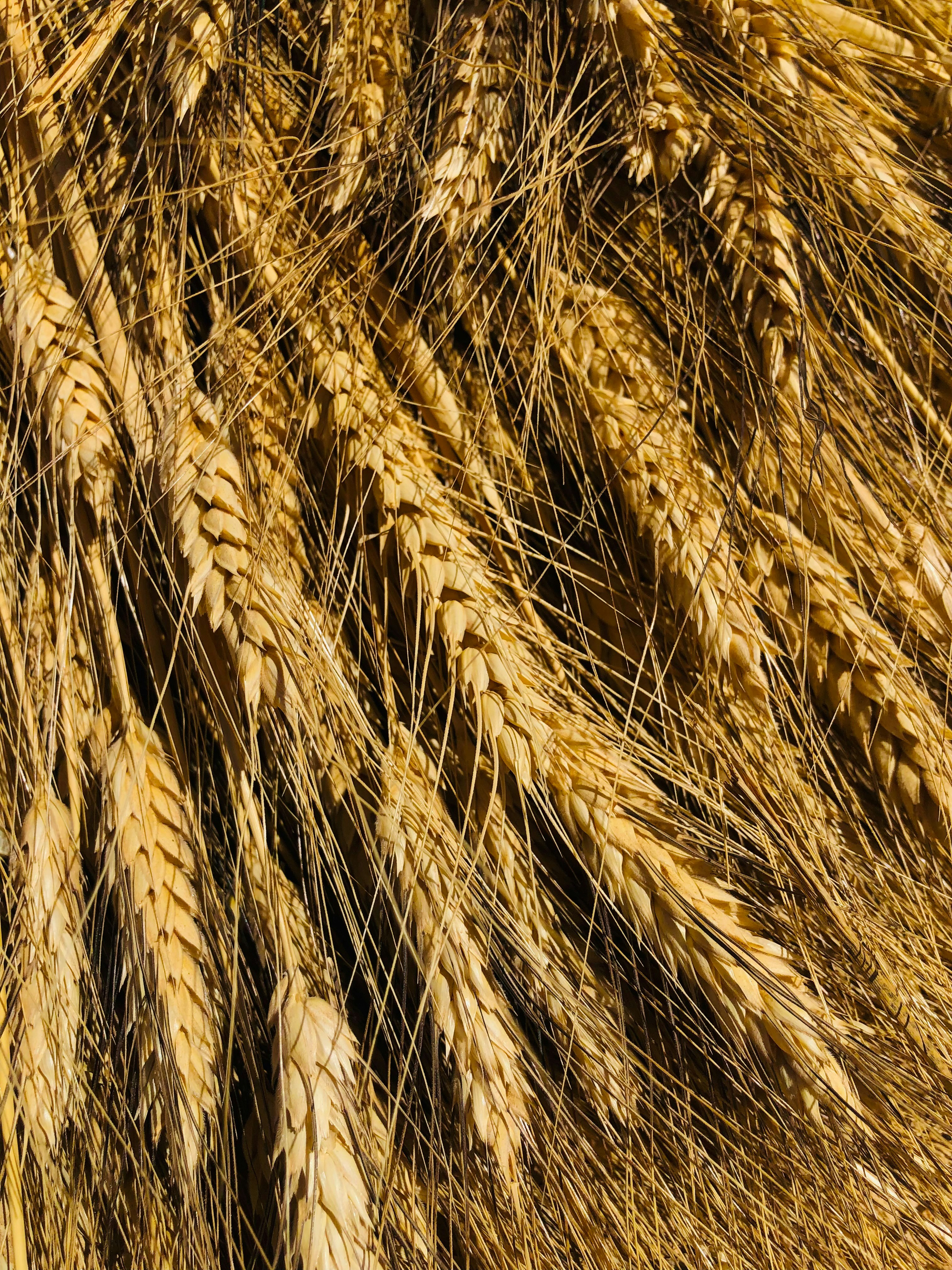 Golden Wheat Tangle: Sunlit Strands in a Sea of Heads