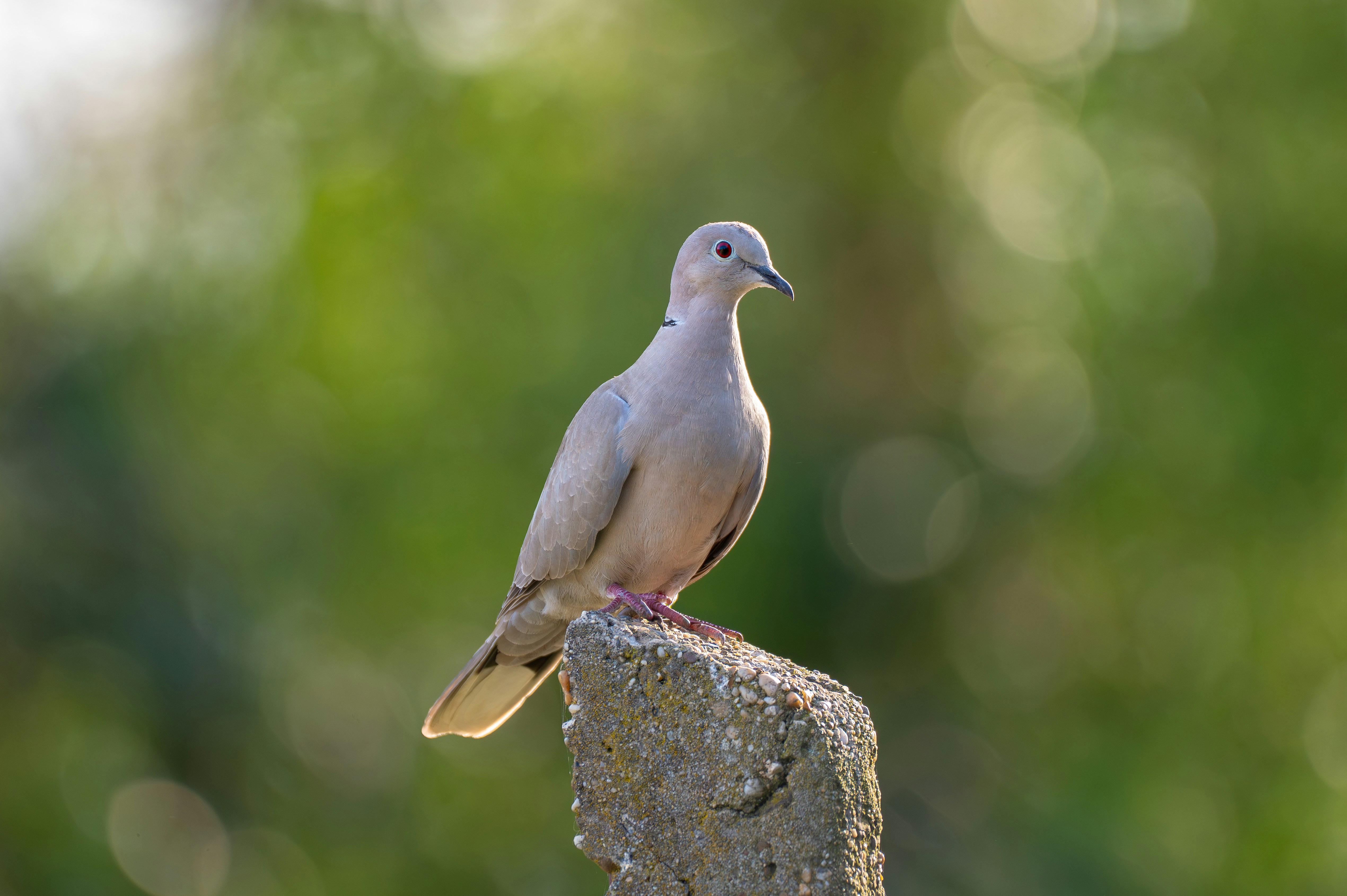 Pigeon on a Weathered Post: Quiet Vigil in the Green Haze