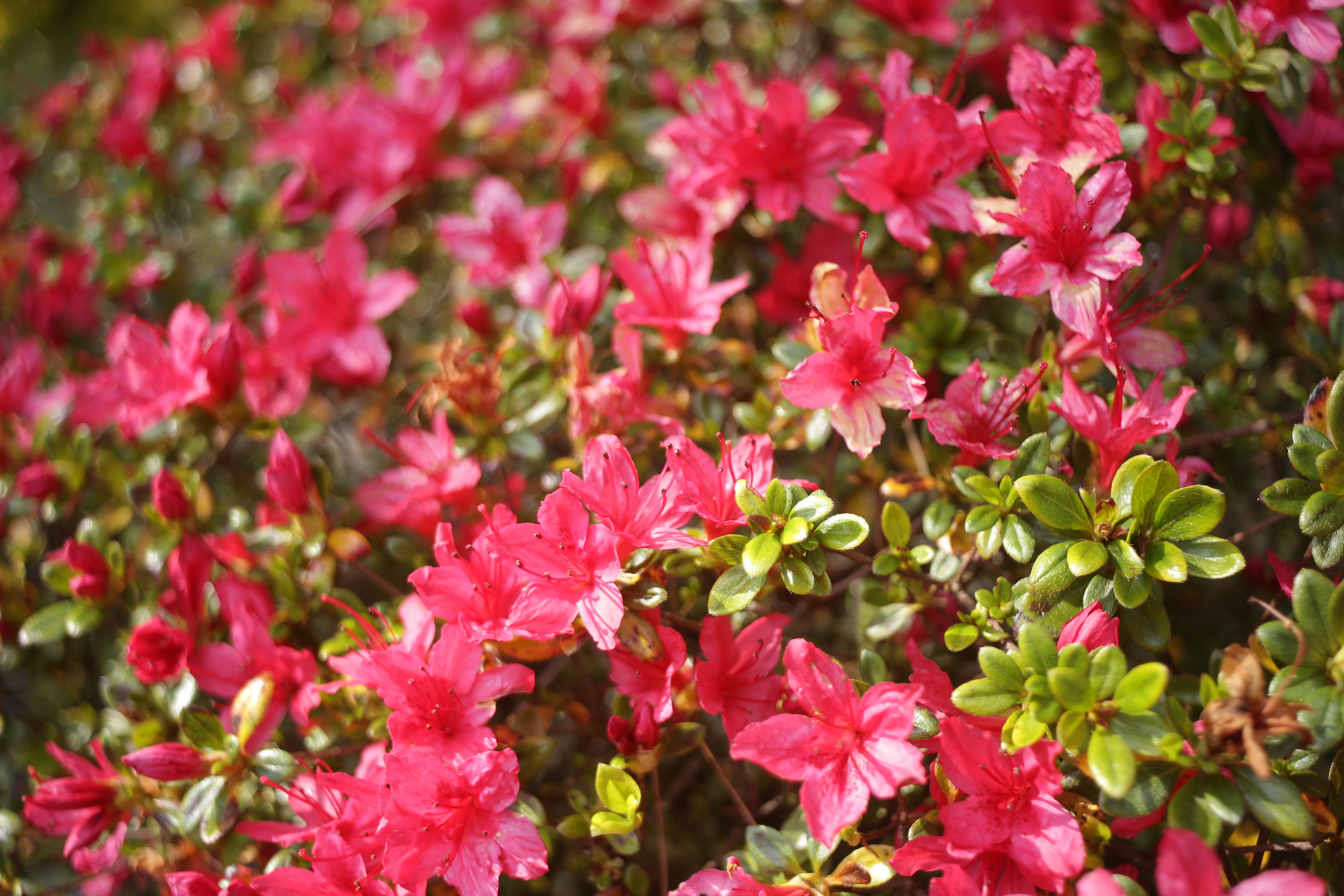 Crimson Blossoms: A Burst of Azalea Allure