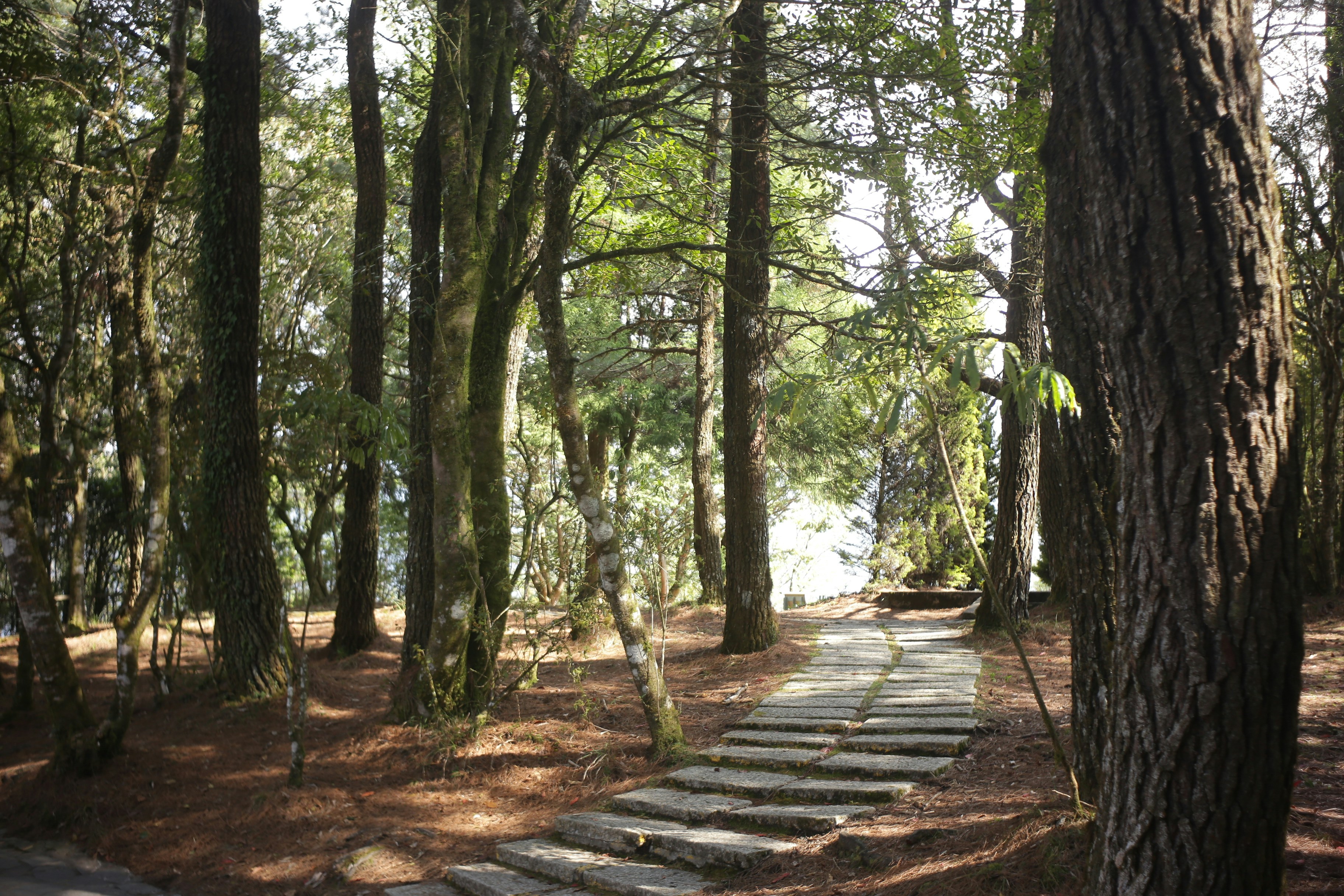 Stone Path Through the Quiet Pines