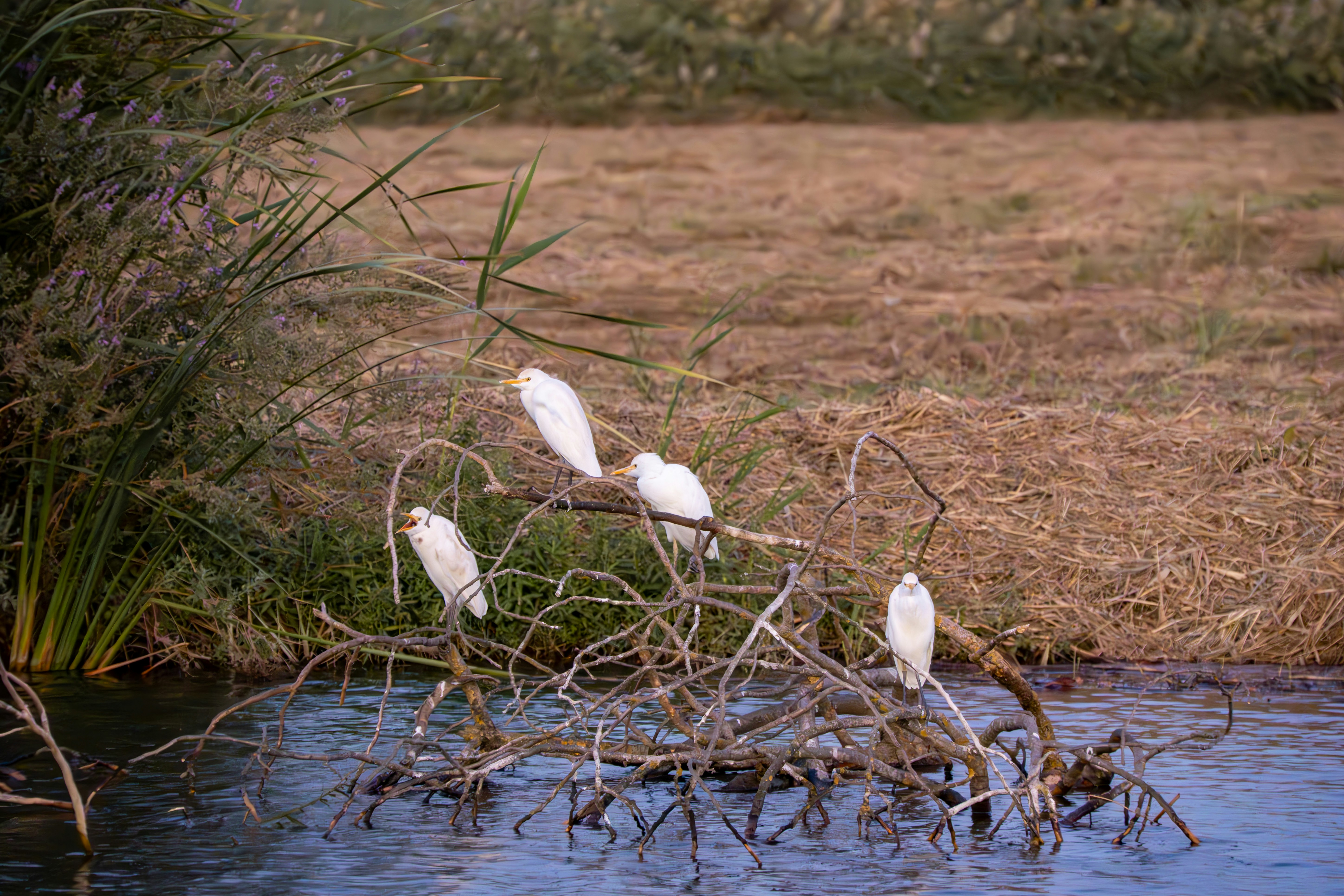 Heron Trio on a Tangle of Drifted Oaks by Quiet Waters
