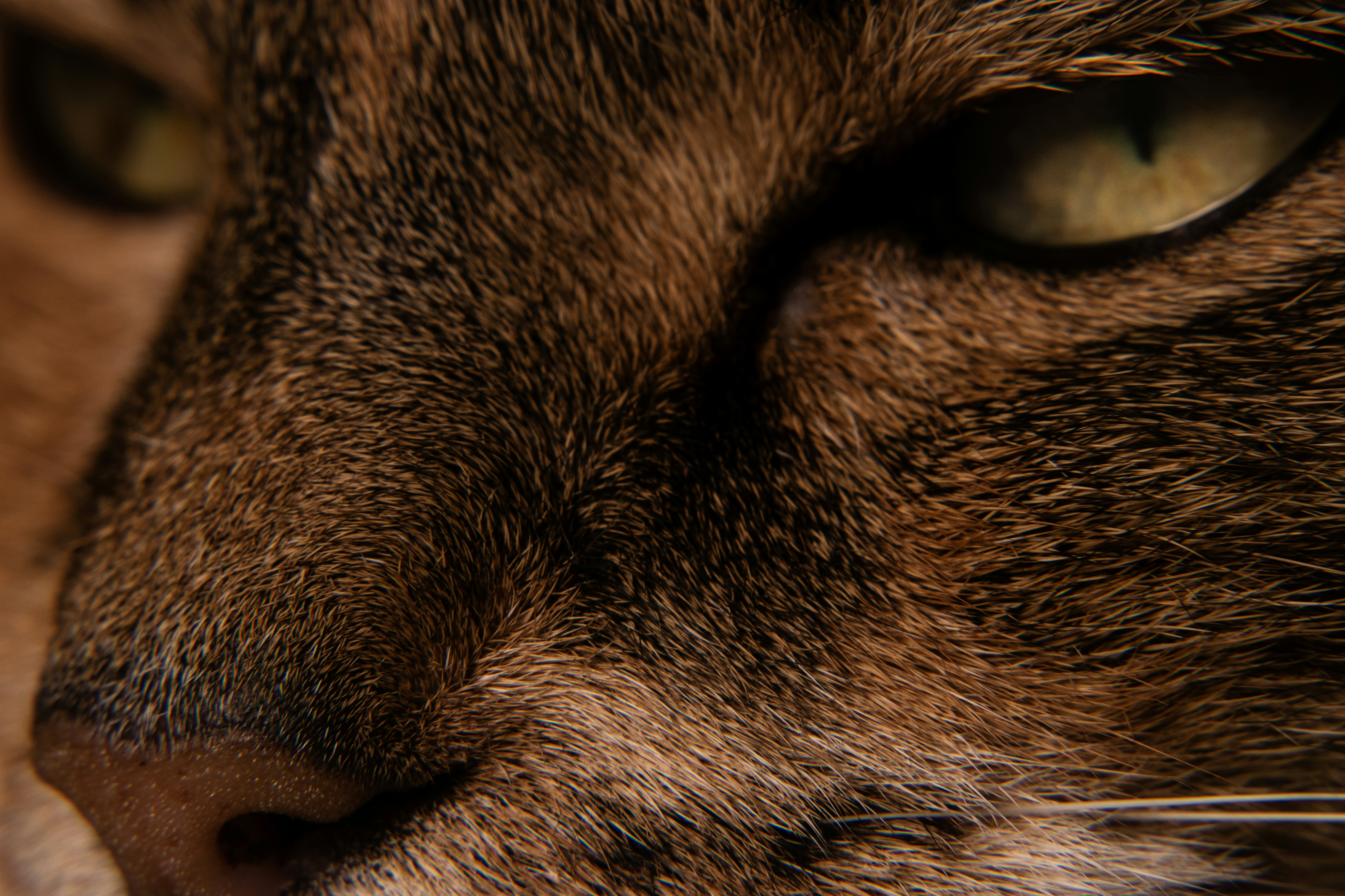 Hidden Gaze: A Tiger's Close-Up in Quiet Focus