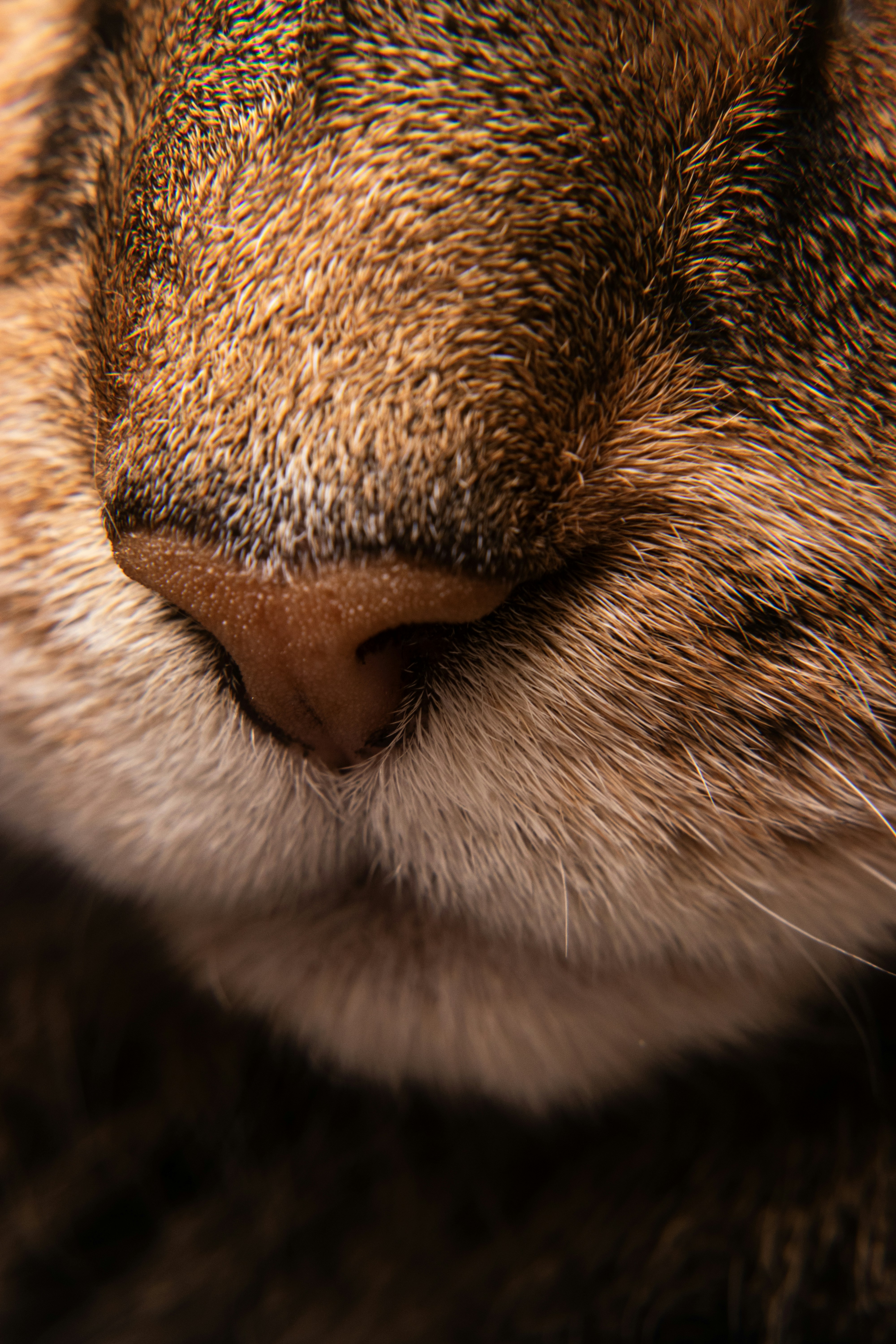 Close-Up of a Feline Nose and Fur Texture